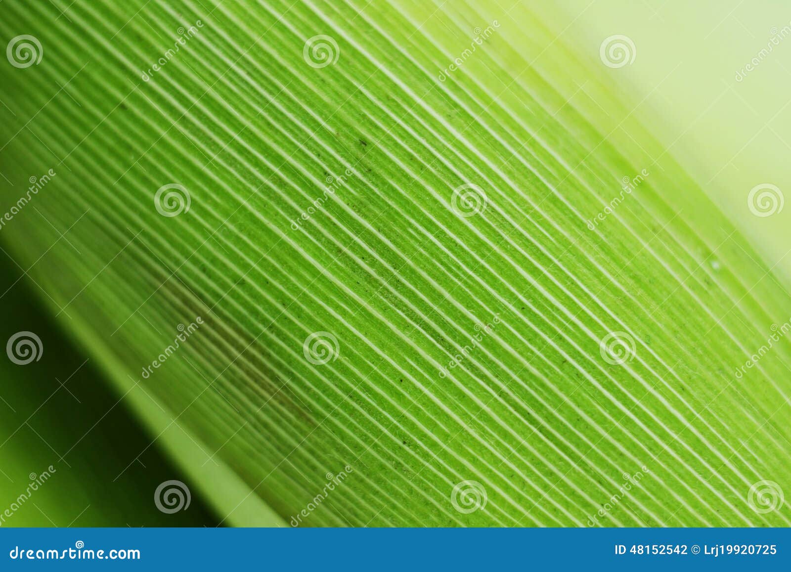 Corn Leaf Texture Abstract Background Stock Photo - Image of healthy ...