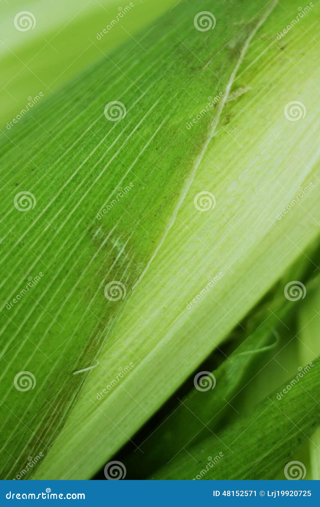 Corn Leaf Texture Abstract Background Stock Image - Image of color ...