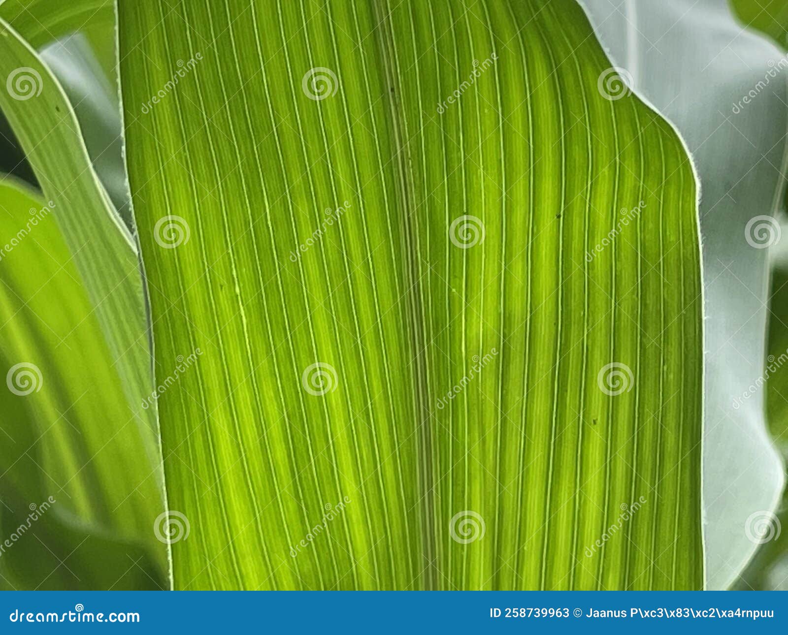 Corn leaf texture stock image. Image of tree, yellow - 258739963
