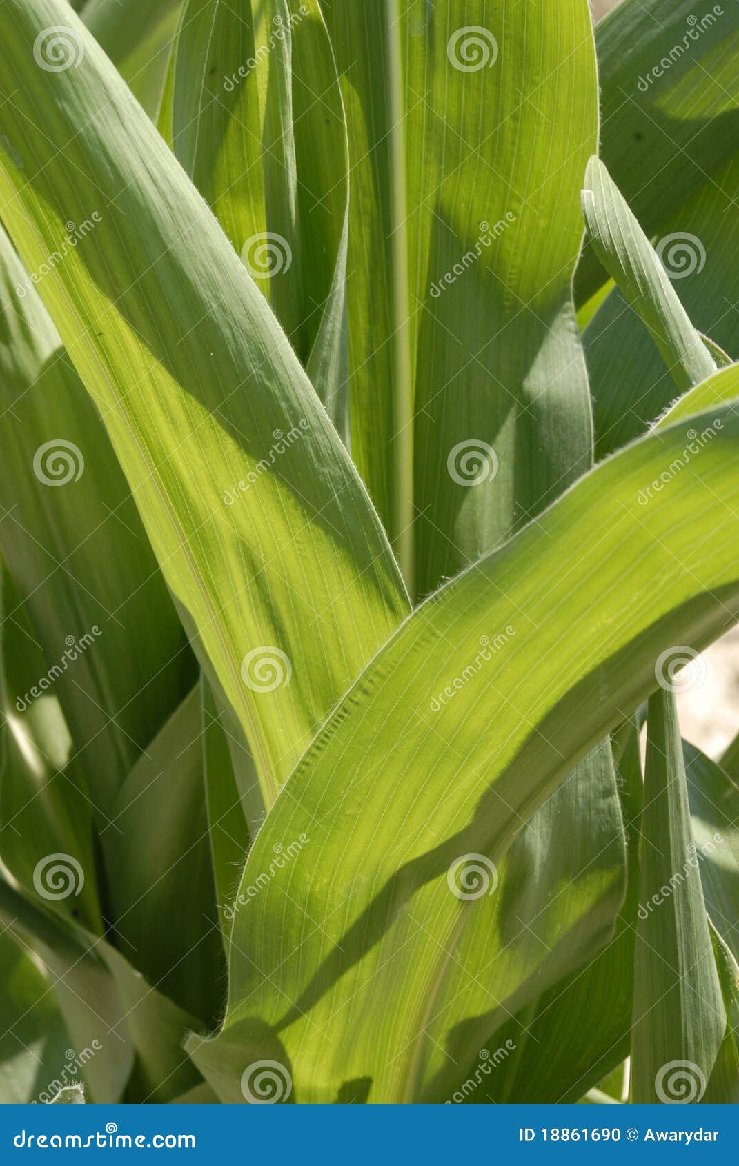 Corn leaves stock photo. Image of botany, leaf, vegetable - 18861690