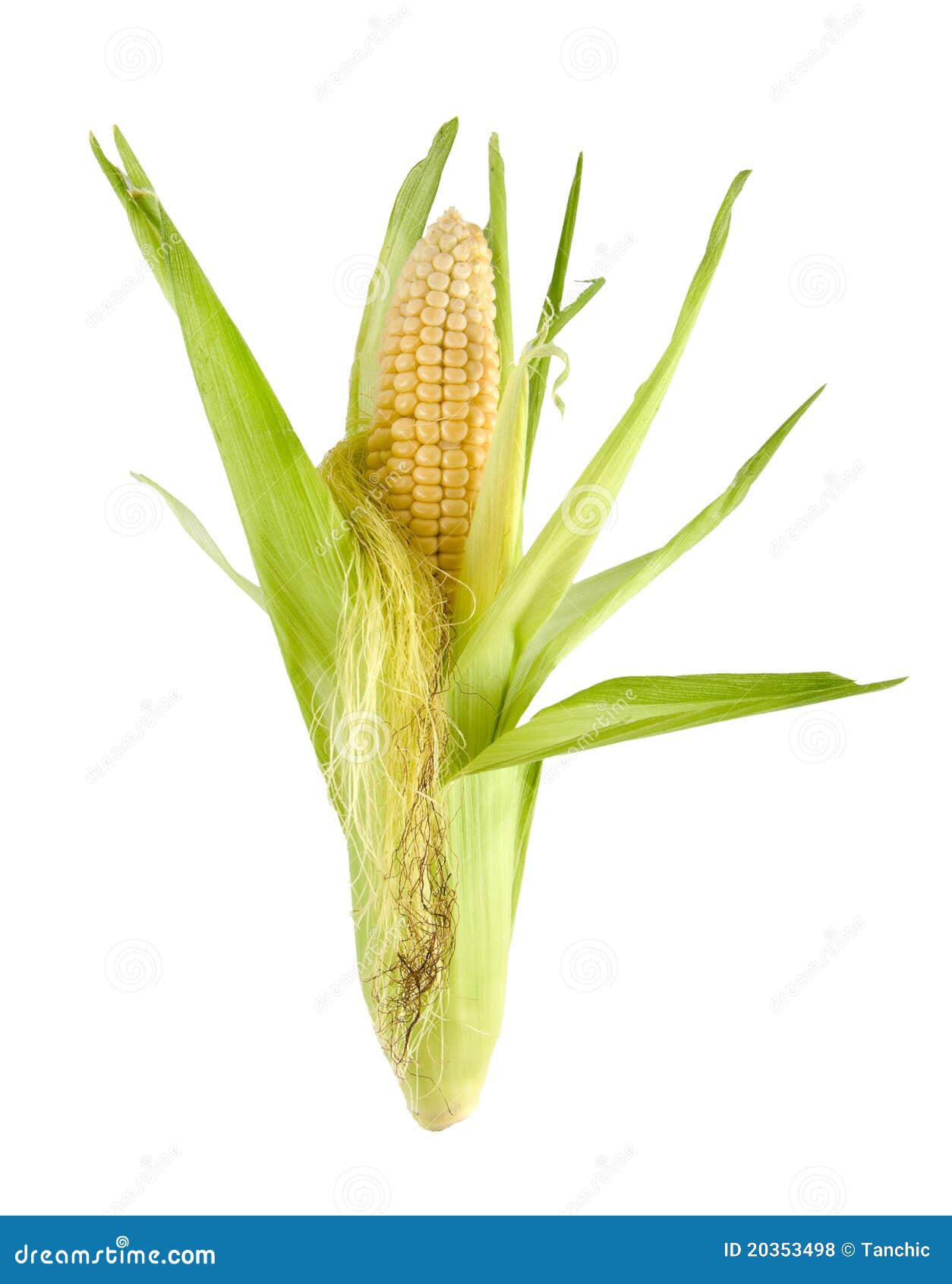 Corn with leaves stock photo. Image of green, separate - 20353498