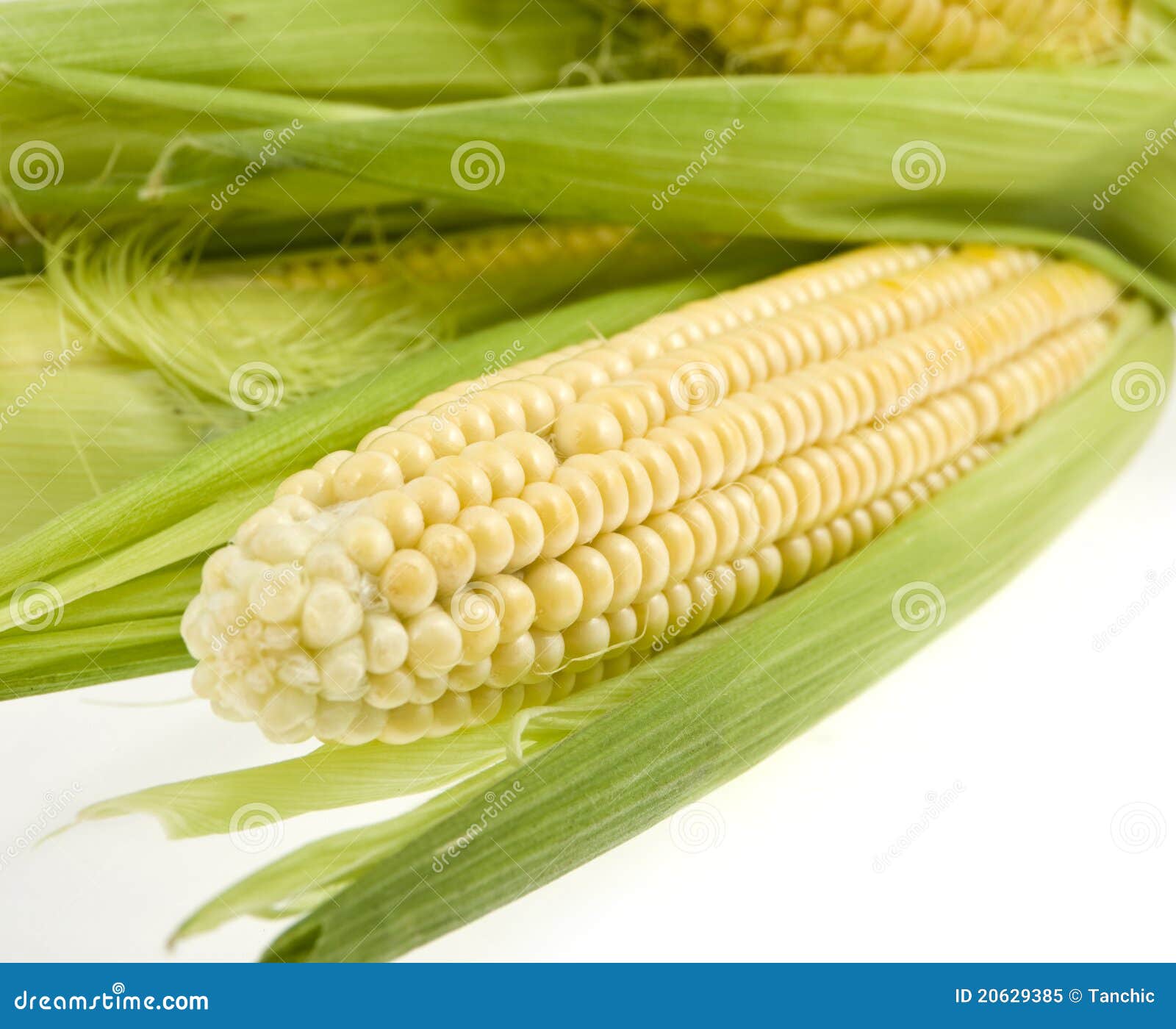 Corn with leaves stock image. Image of fresh, green, grain - 20629385