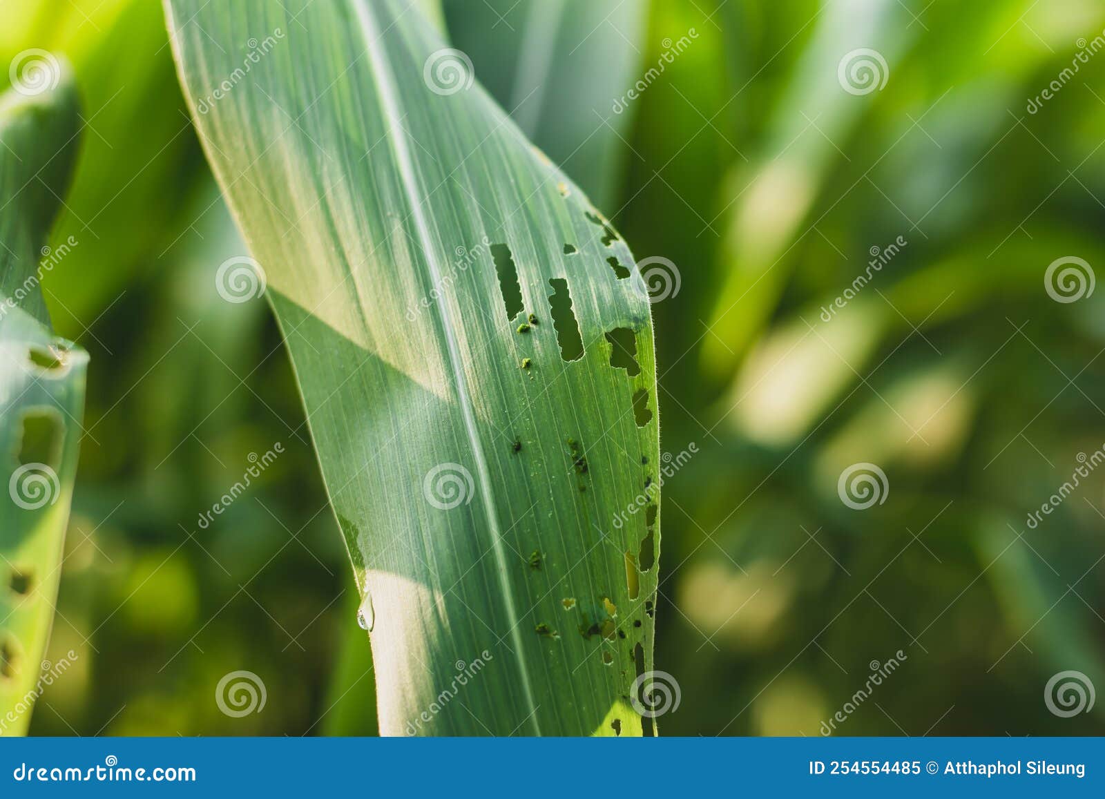 Corn Leaves with Insect Bites, Pest Concepts Stock Image - Image of ...