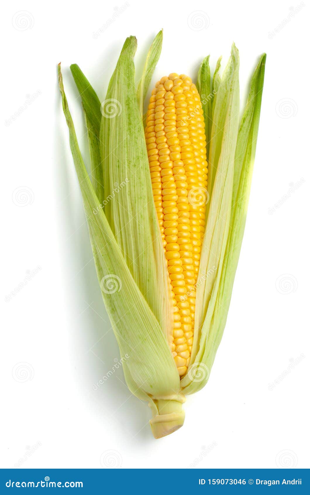 Corn in the Leaves Isolated on White Background Stock Photo - Image of ...