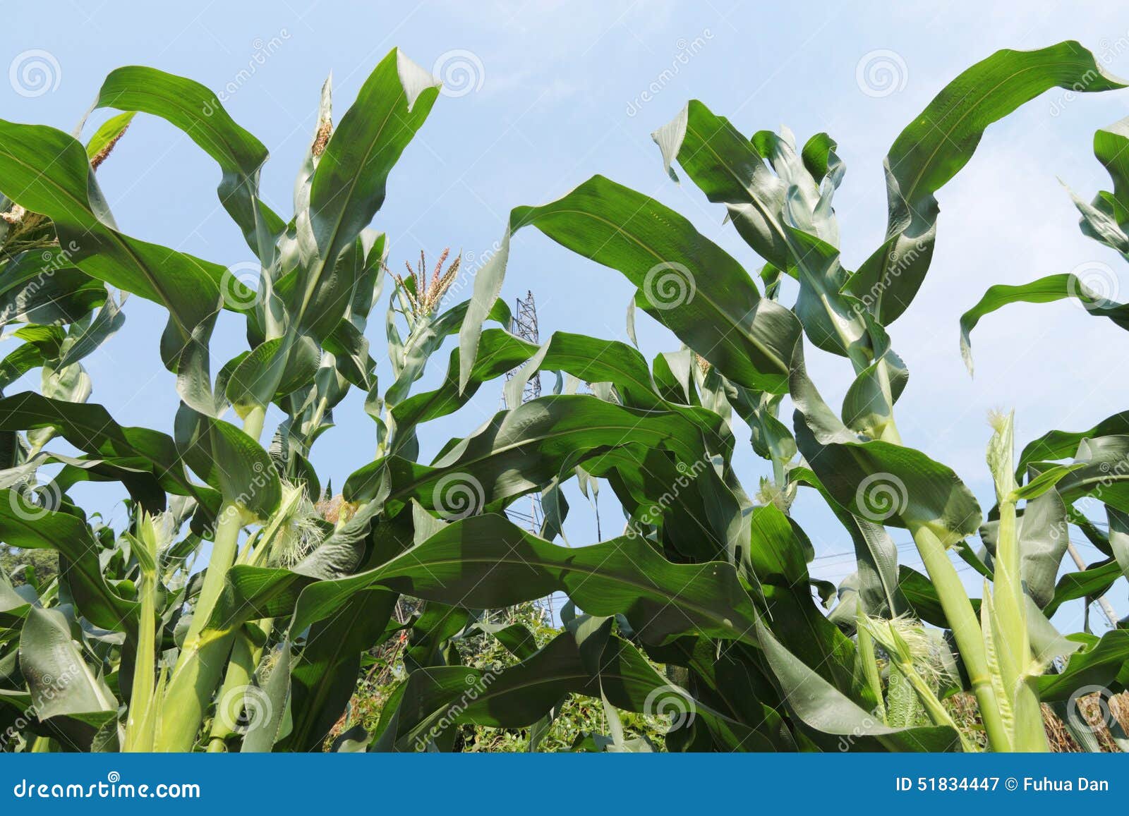 Corn leaves stock image. Image of stem, green, nature - 51834447