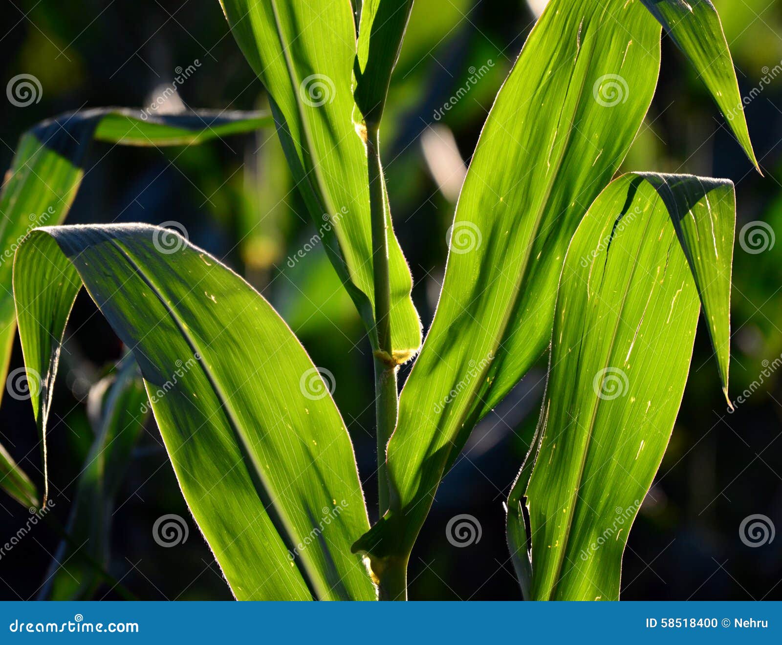 Corn leaves texture stock photo. Image of stalk, plant - 58518400