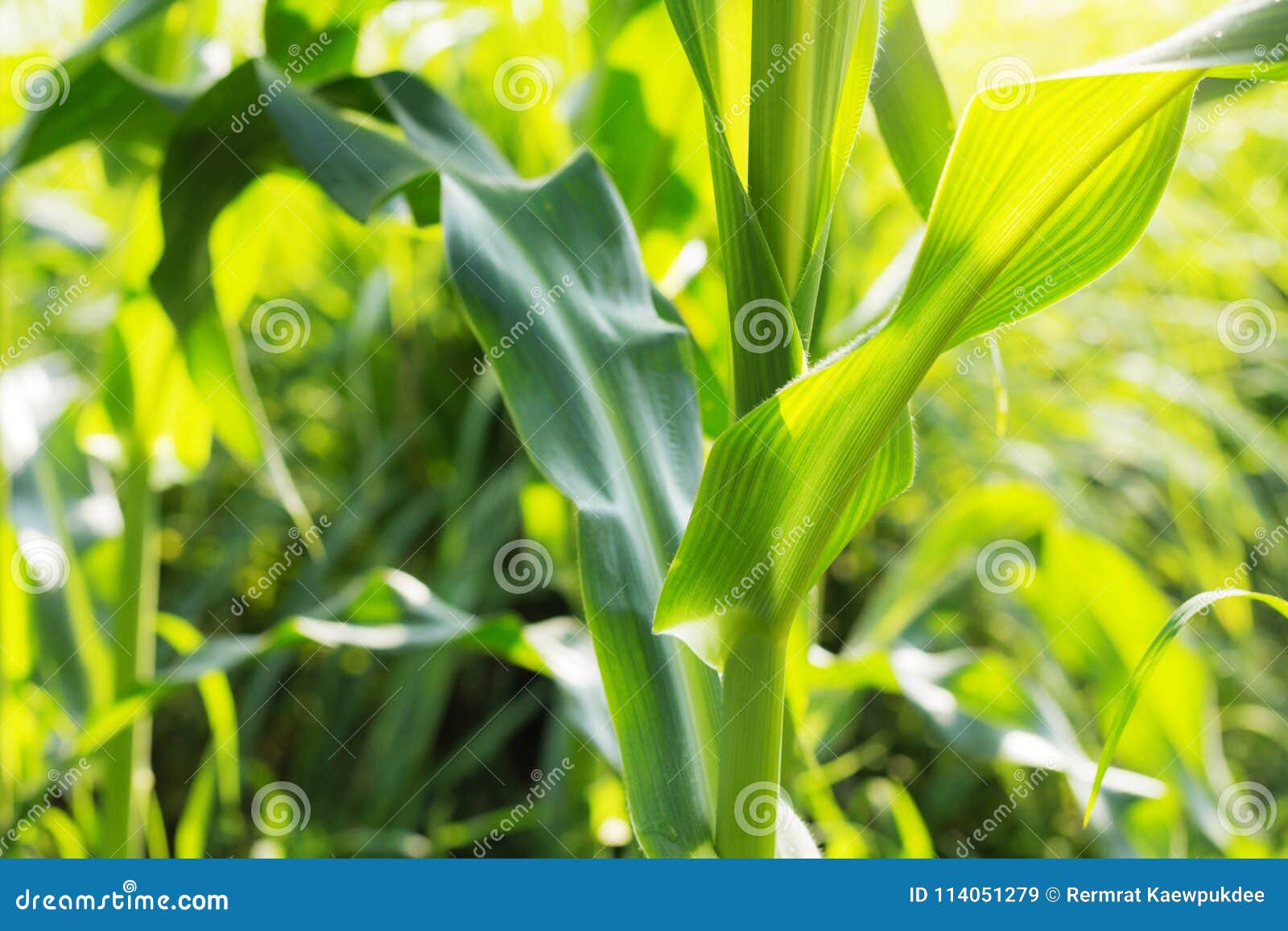 Corn leaves on tree. stock image. Image of food, plant - 114051279