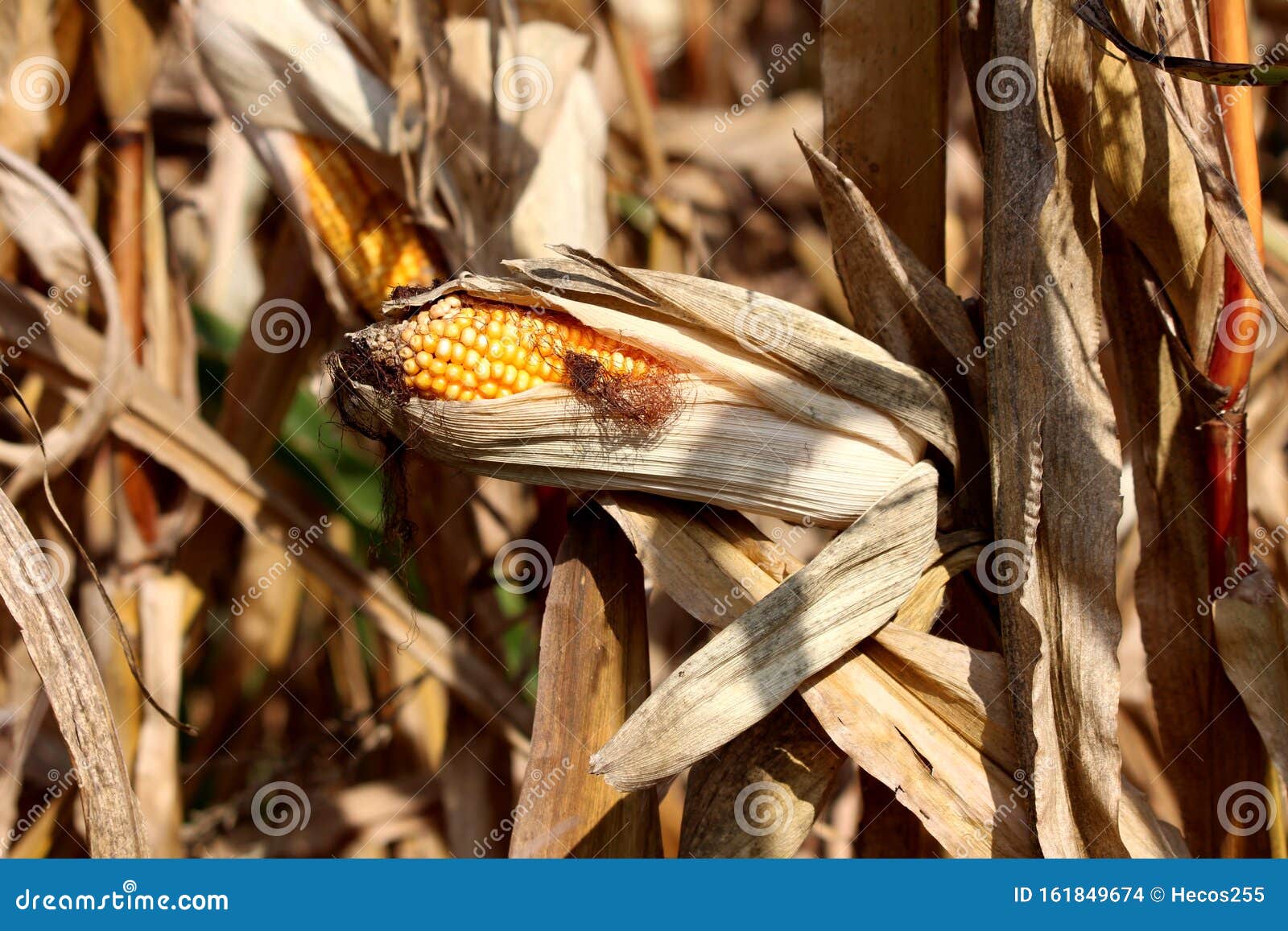 Corn Left On Corn Cobs Surrounded With Dry Husks On Corn Stalks Before ...