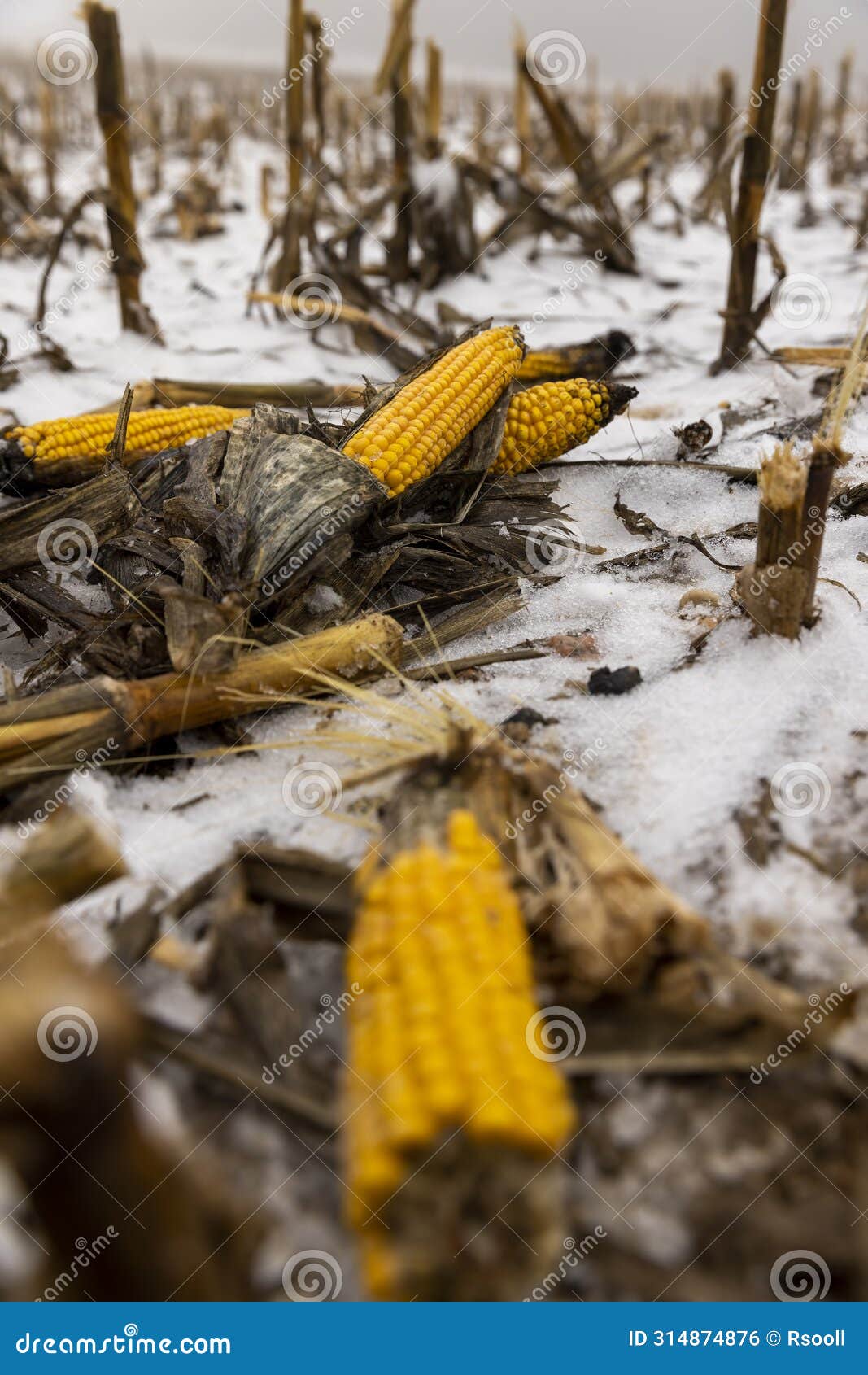 Corn Lies in the Snow after Harvesting and Snowfall Stock Photo - Image ...