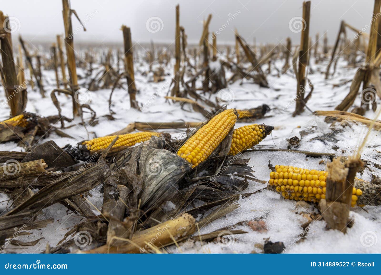 Corn Lies in the Snow after Harvesting and Snowfall Stock Image - Image ...
