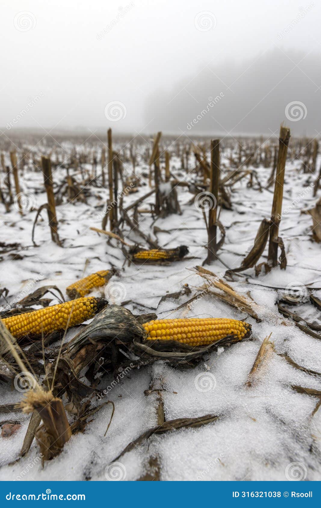 Corn Lies in the Snow after Harvesting and Snowfall Stock Photo - Image ...