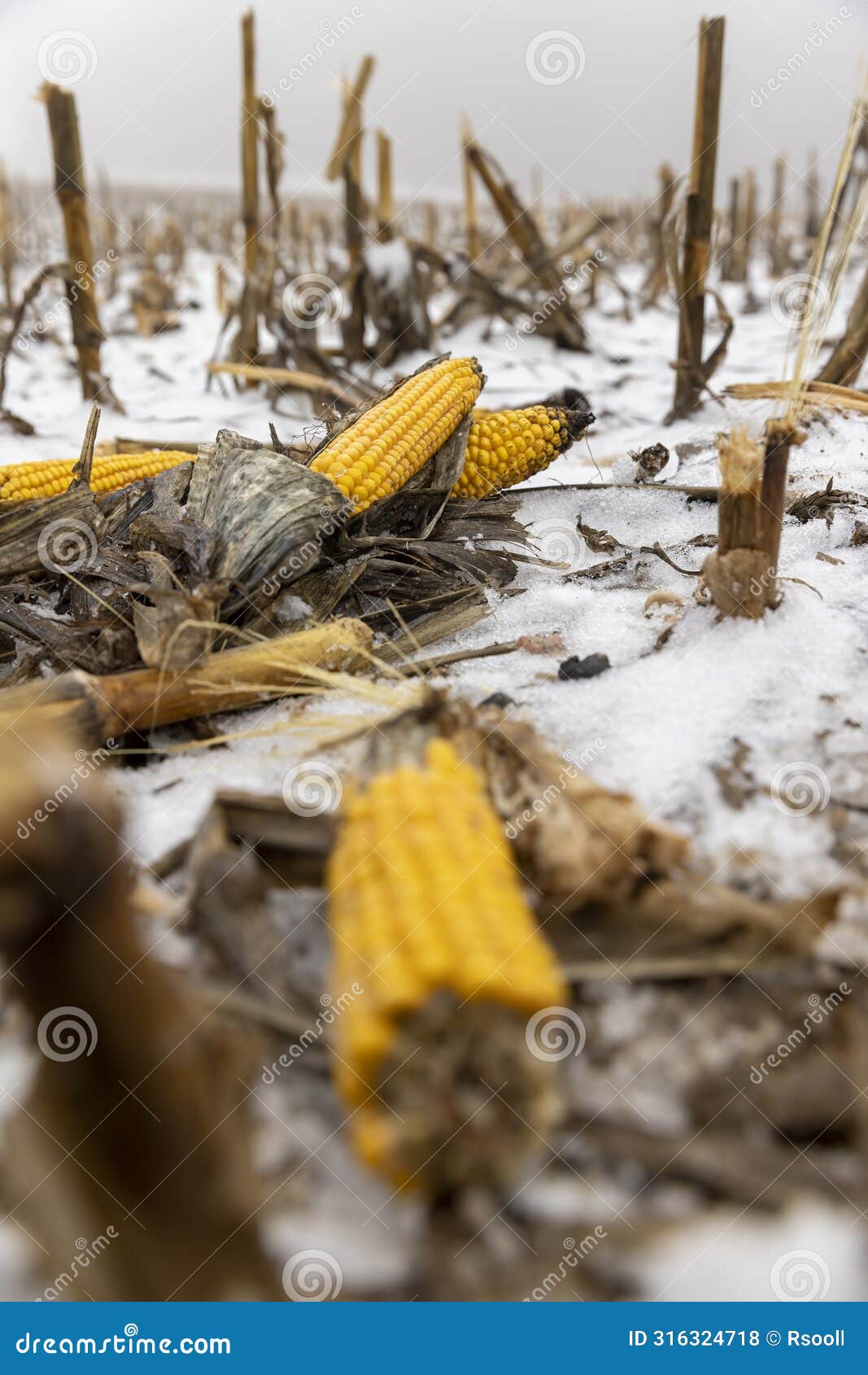 Corn Lies in the Snow after Harvesting and Snowfall Stock Photo - Image ...
