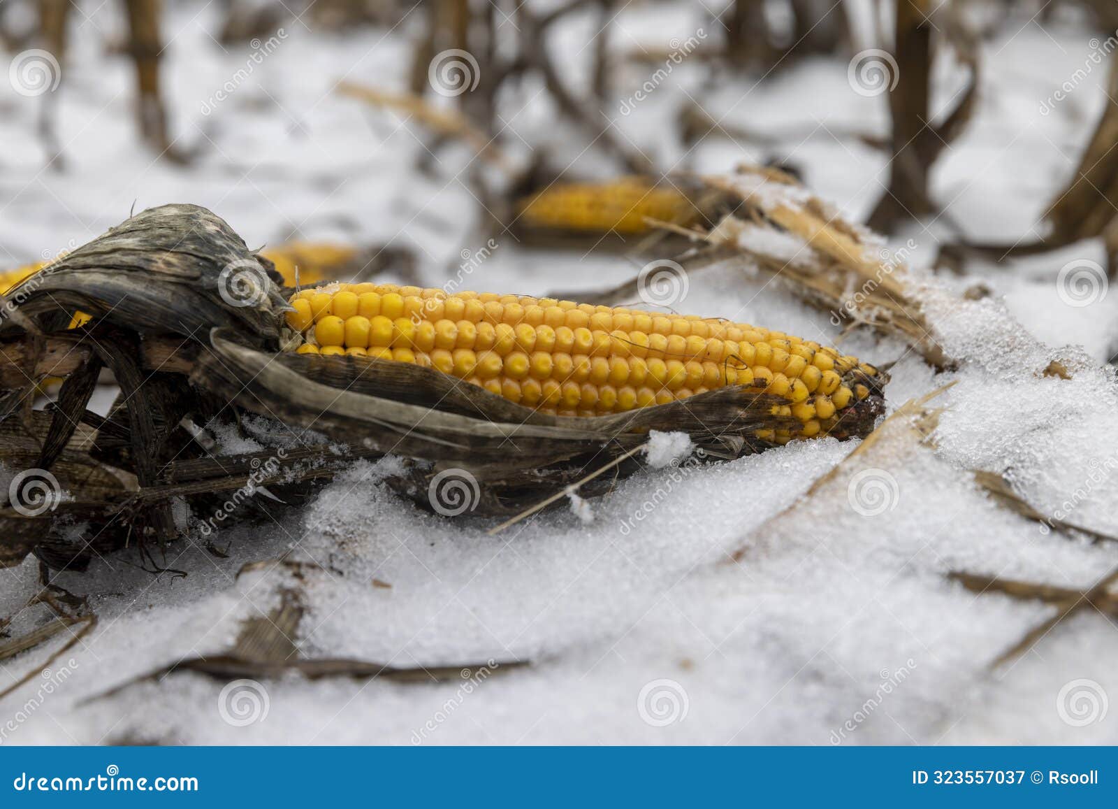 Corn Lies in the Snow after Harvesting and Snowfall Stock Image - Image ...