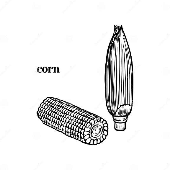 Corn Line Drawing Vector Illustration Stock Vector - Illustration of ...
