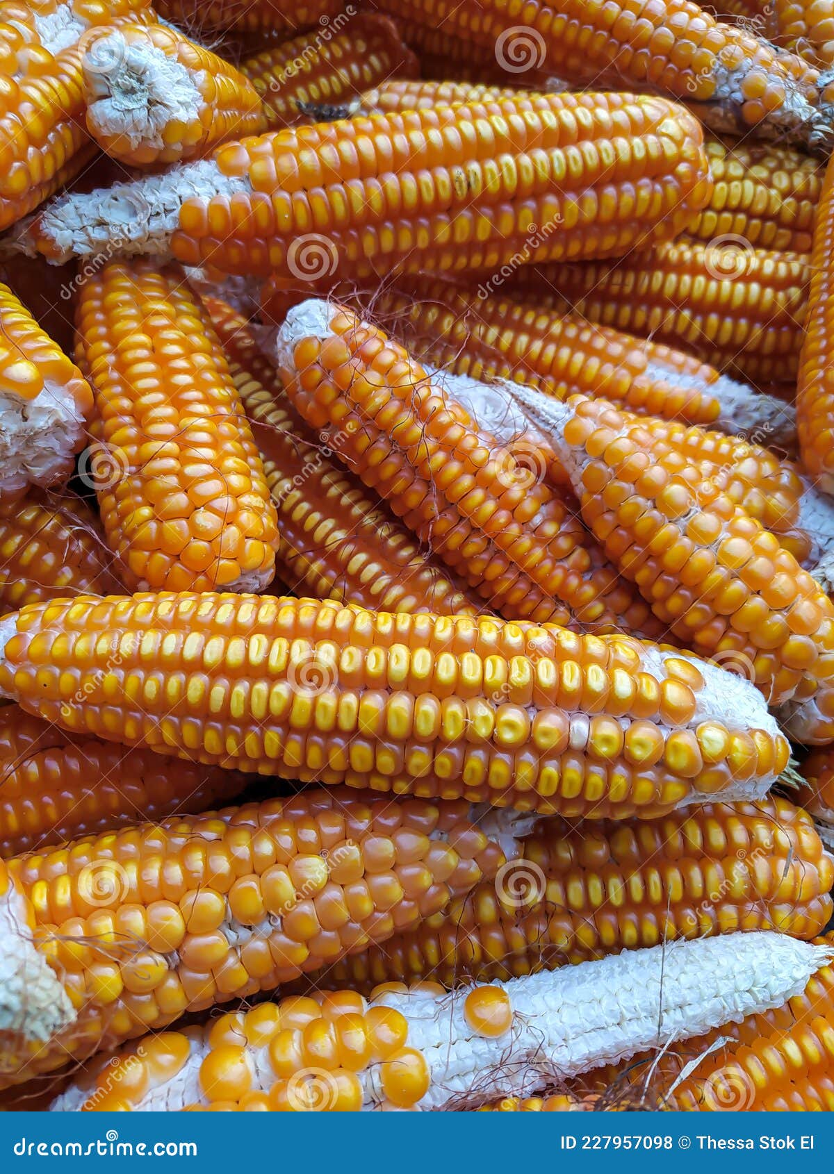 Corn Lined Corn Texture Background Stock Photo - Image of lined ...