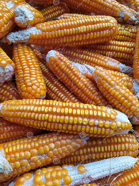 Corn Lined Corn Texture Background Stock Photo - Image of lined ...