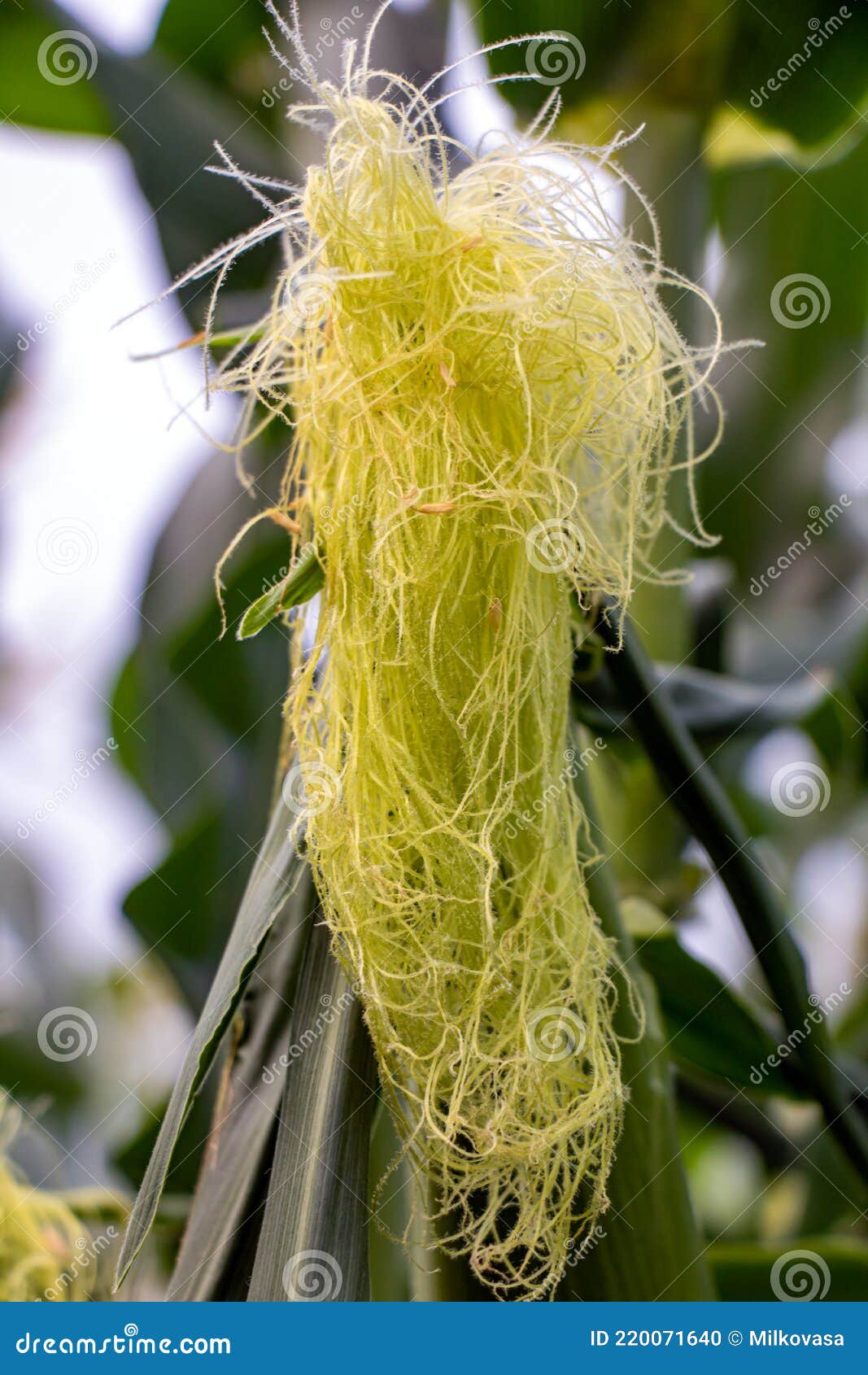 A Corn with Long Fibers Growing in a Field Stock Photo - Image of ...