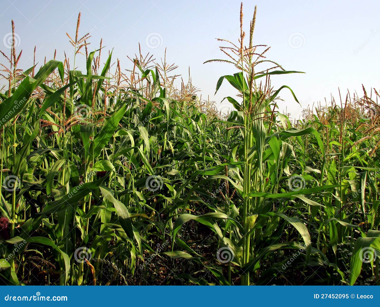 Corn (Maize) stock image. Image of stem, stalk, plant - 27452095