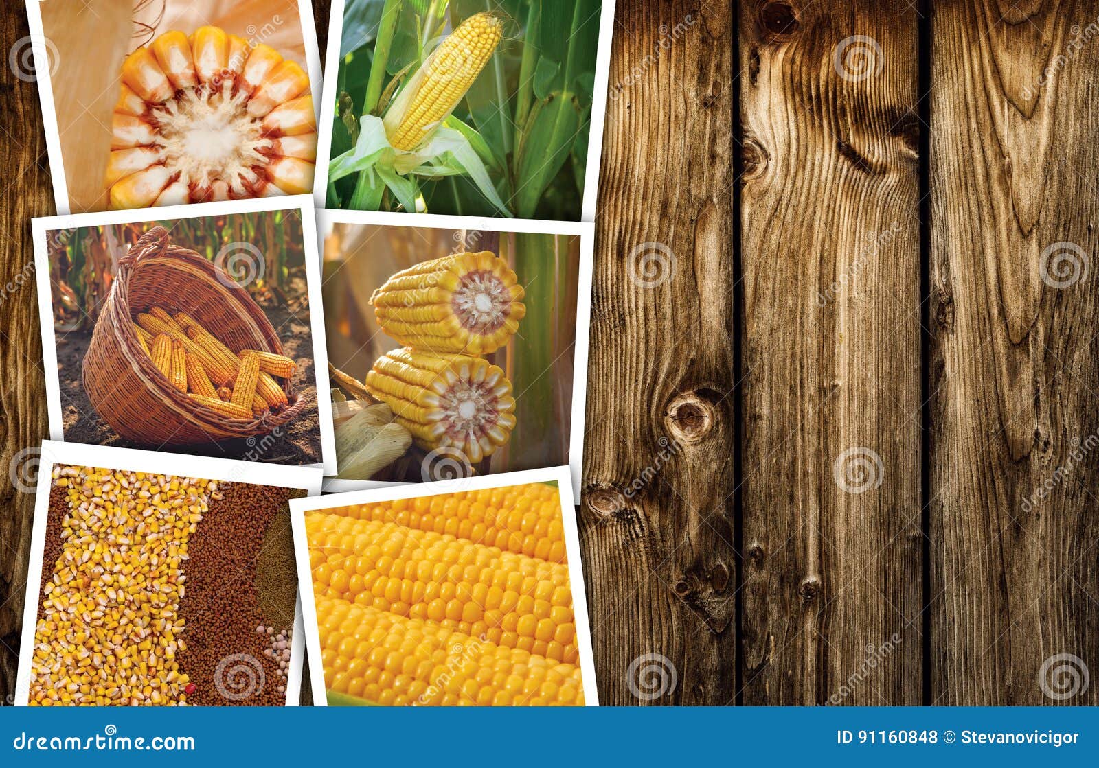 Corn Collage Royalty-Free Stock Image | CartoonDealer.com #20502676