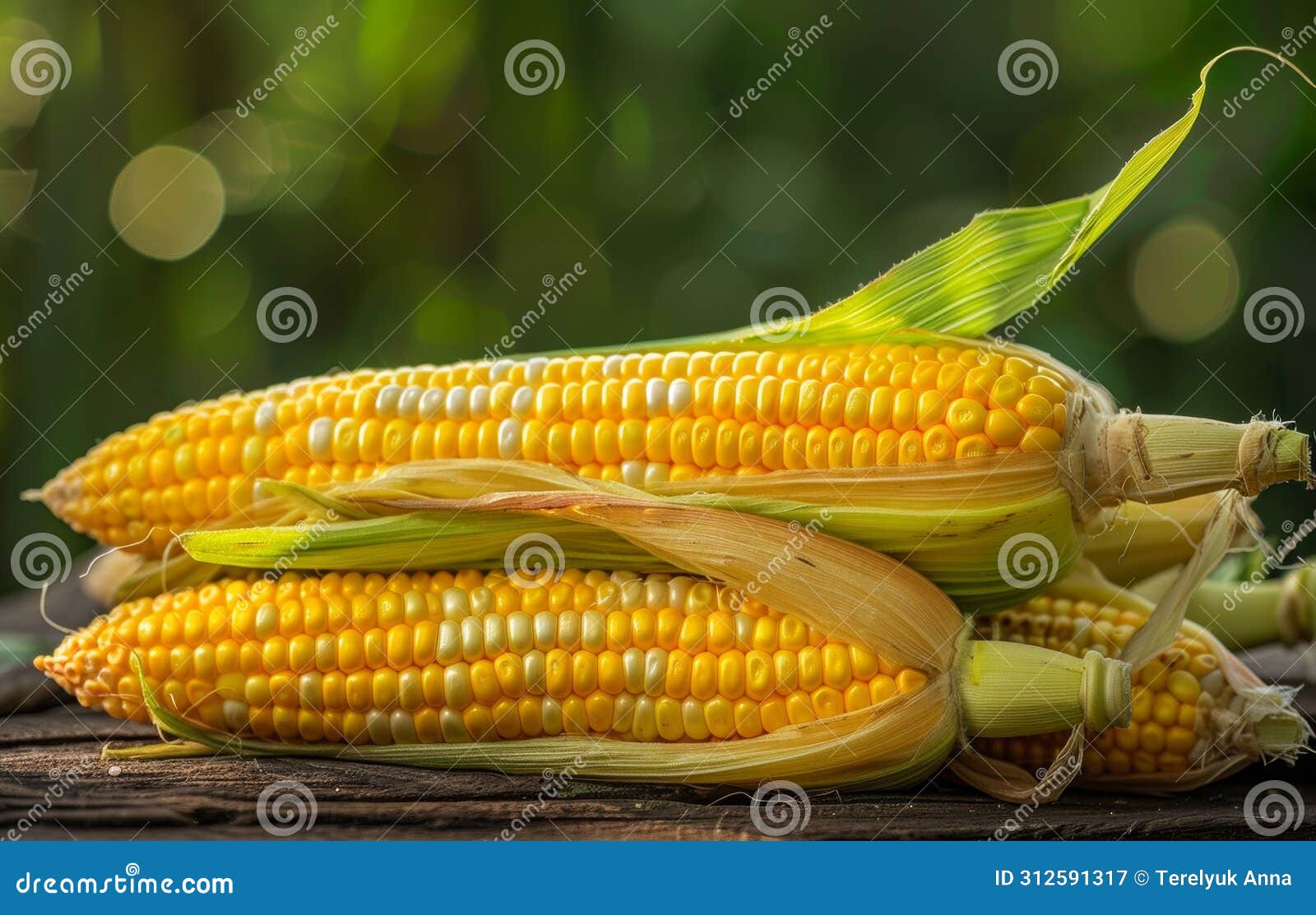 Corn or Maize is Annual Plant of the Grass Family Stock Image - Image ...