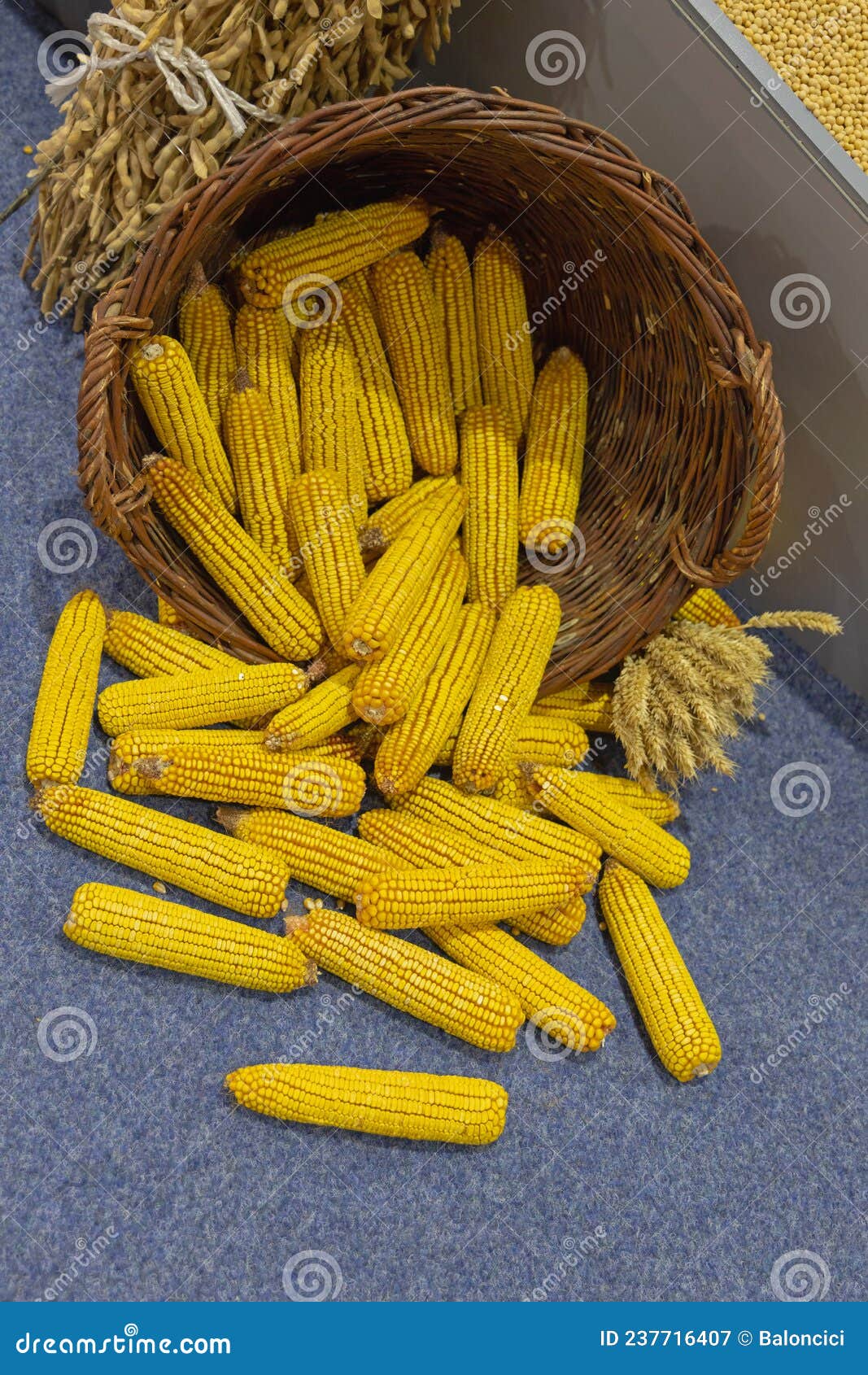 Corn Maize Basket Spill stock image. Image of grains - 237716407