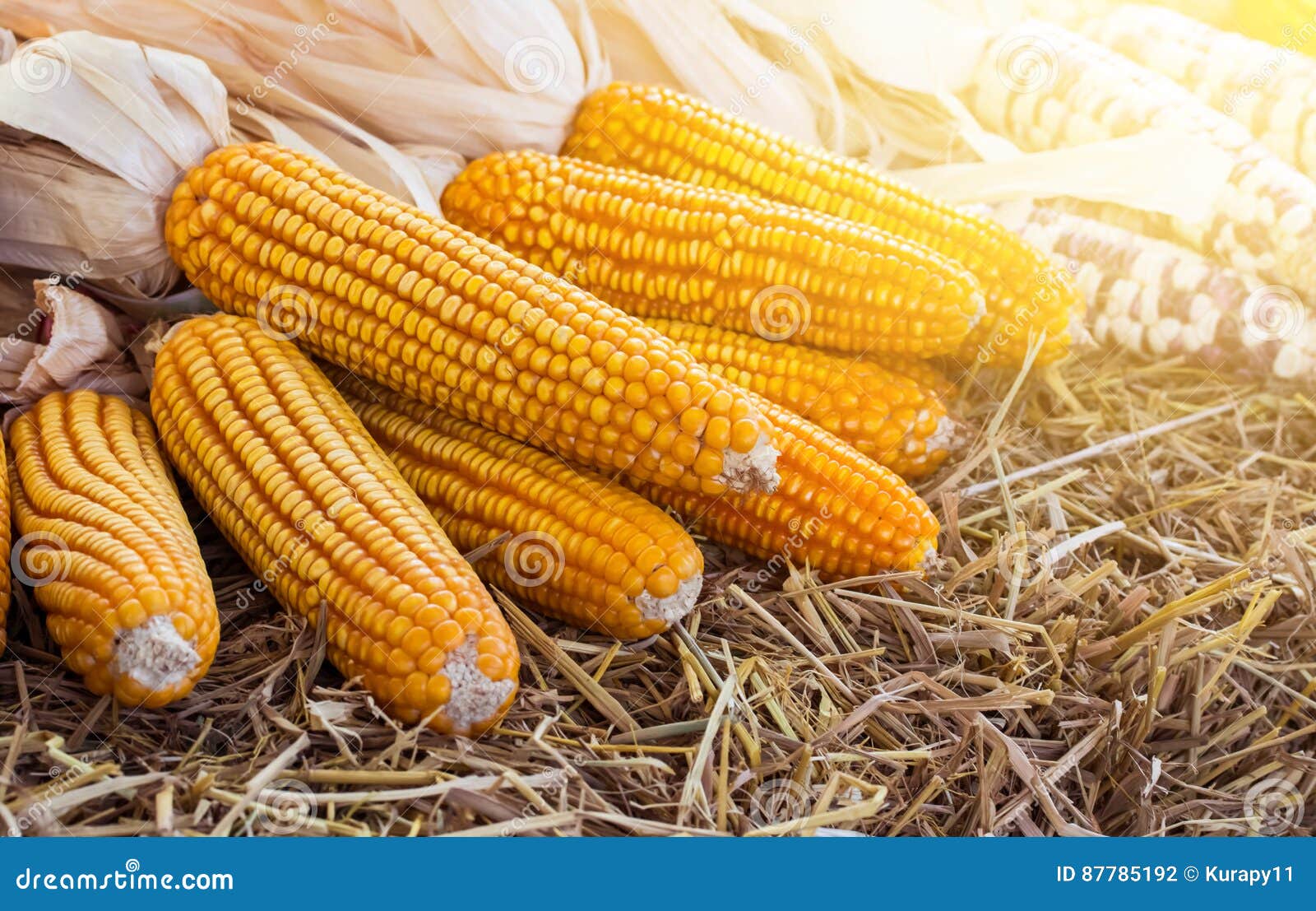 Corn Maize Cobs after Harvesting Season. Stock Photo - Image of bunch ...