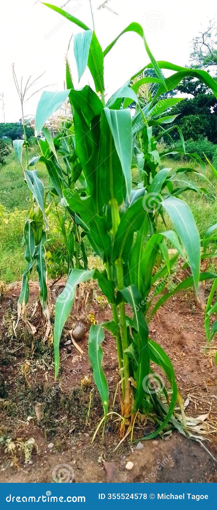Corn Maize Crop Growing in a Field of a Garden Stock Photo - Image of ...