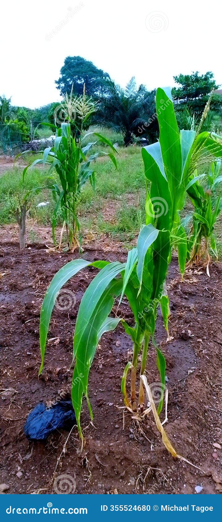 Corn Maize Crop Growing in a Field of a Garden Stock Photo - Image of ...