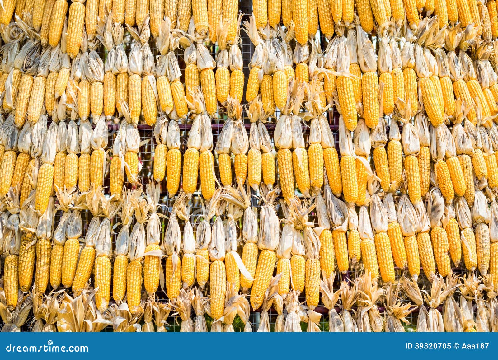 Corn maize stock image. Image of grain, corncob, cereal - 39320705