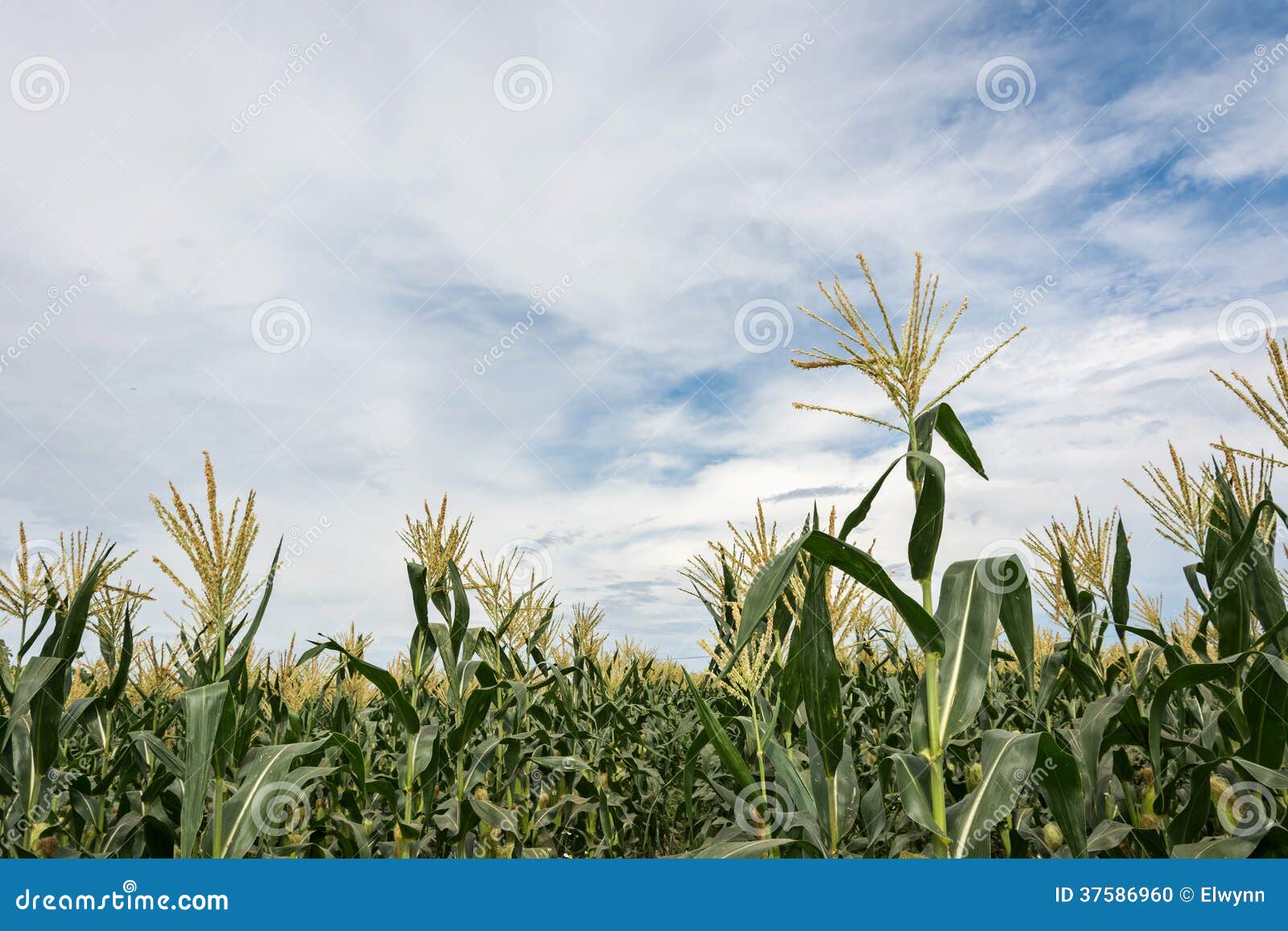 Corn maize farm stock photo. Image of farm, nature, countryside - 37586960