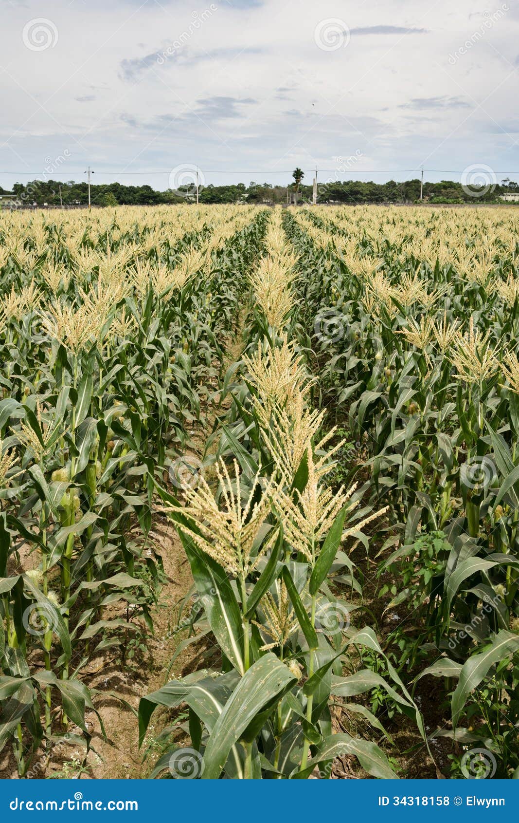 Corn maize farm stock photo. Image of country, growth - 34318158
