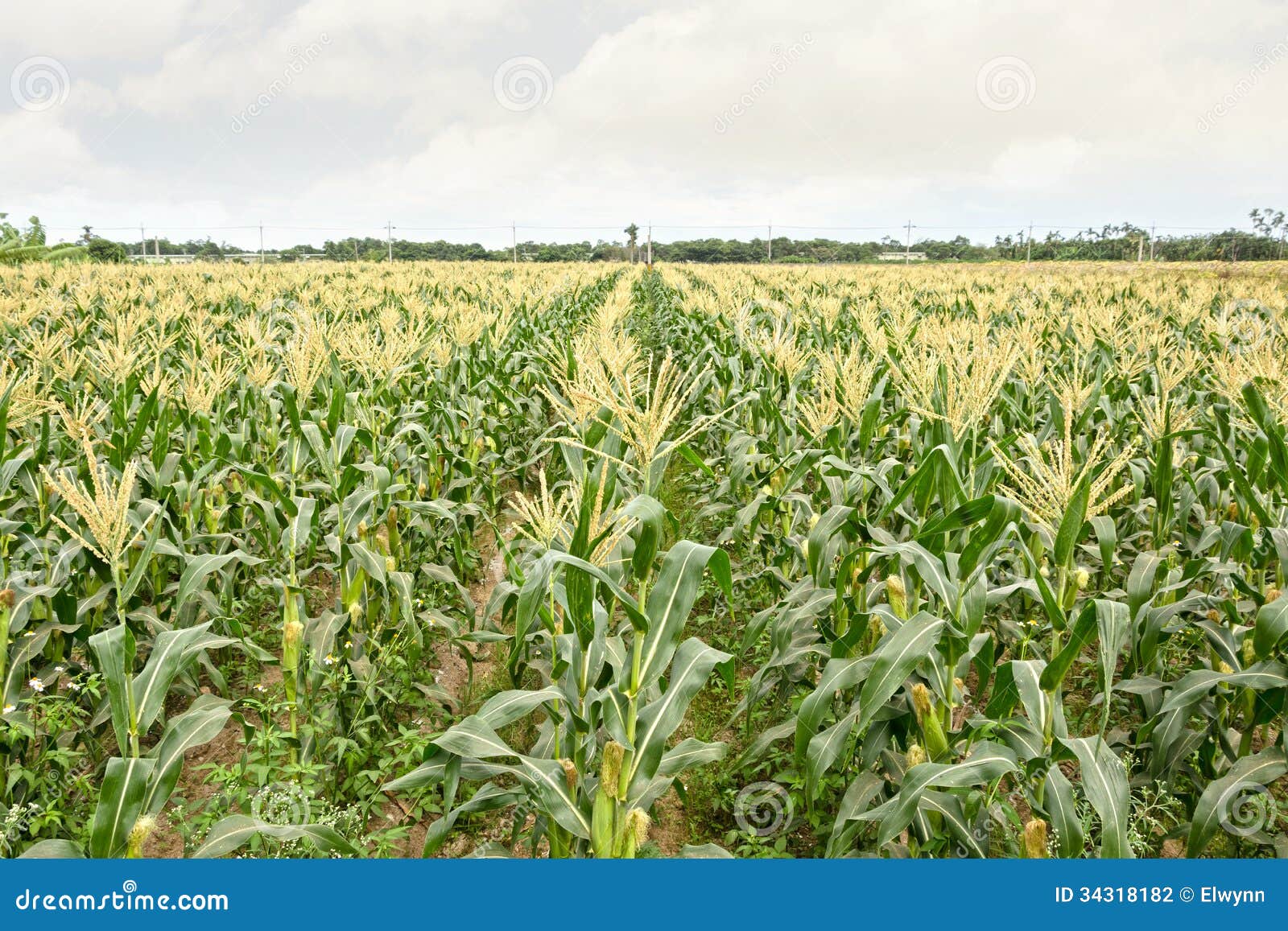 A Dry Maize Farm Landscape In Morogoro Tanzania Stock Photo ...