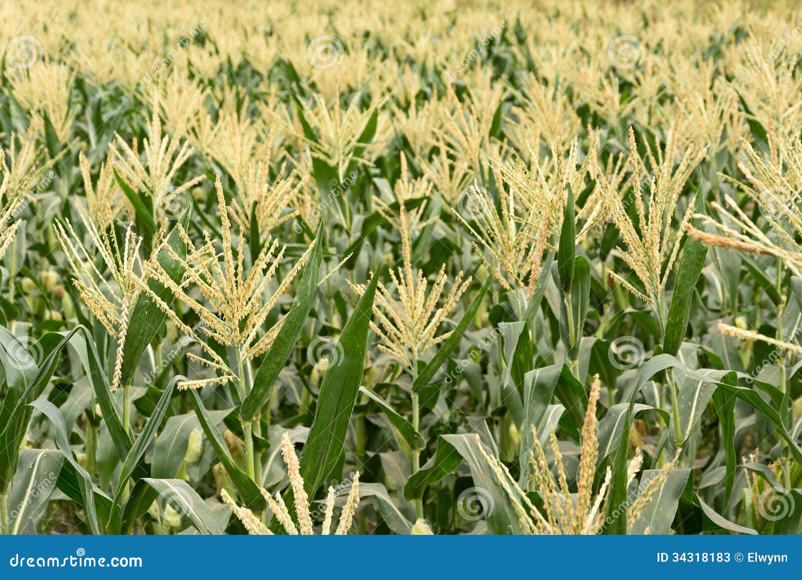 A Dry Maize Farm Landscape In Morogoro Tanzania Stock Photo ...