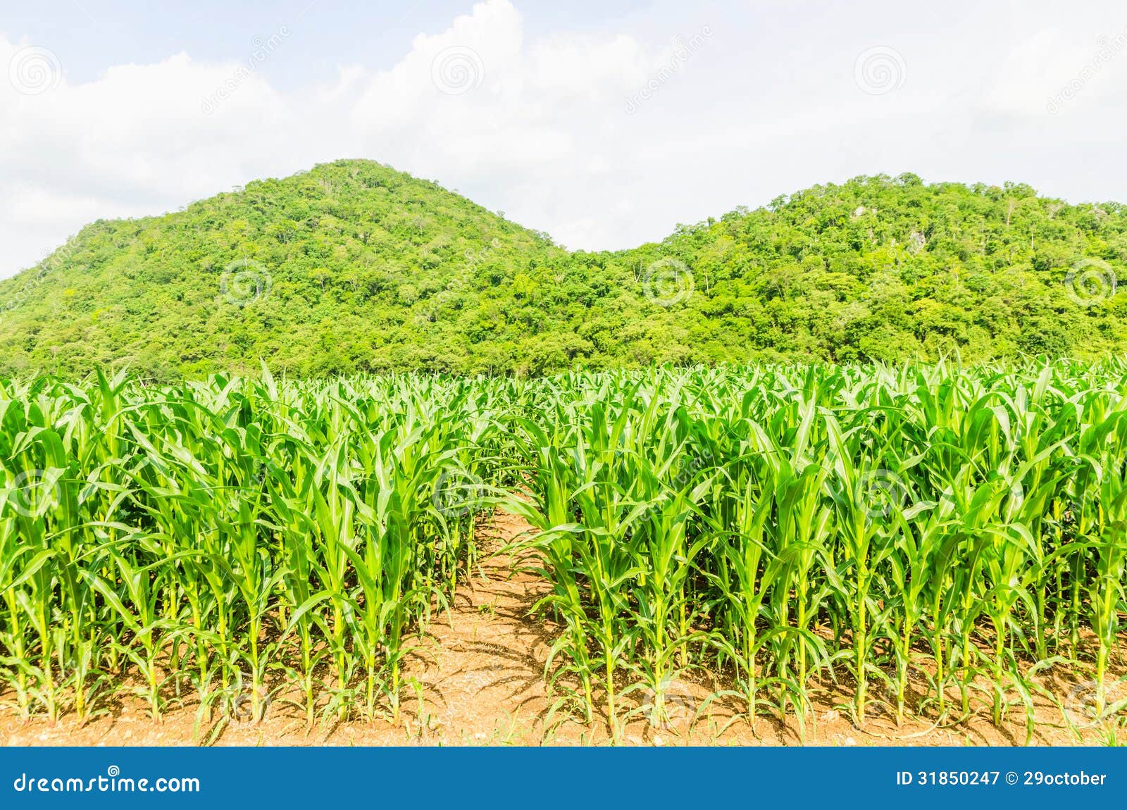 Corn, maize field stock image. Image of food, countryside - 31850247