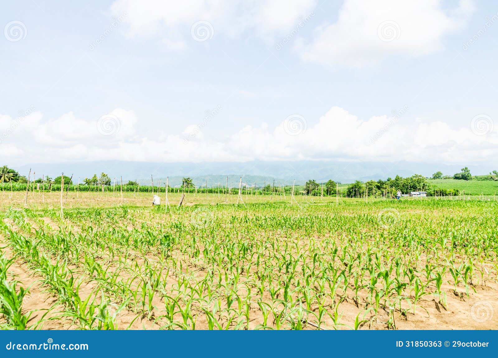 Corn, maize field stock image. Image of agricultural - 31850363