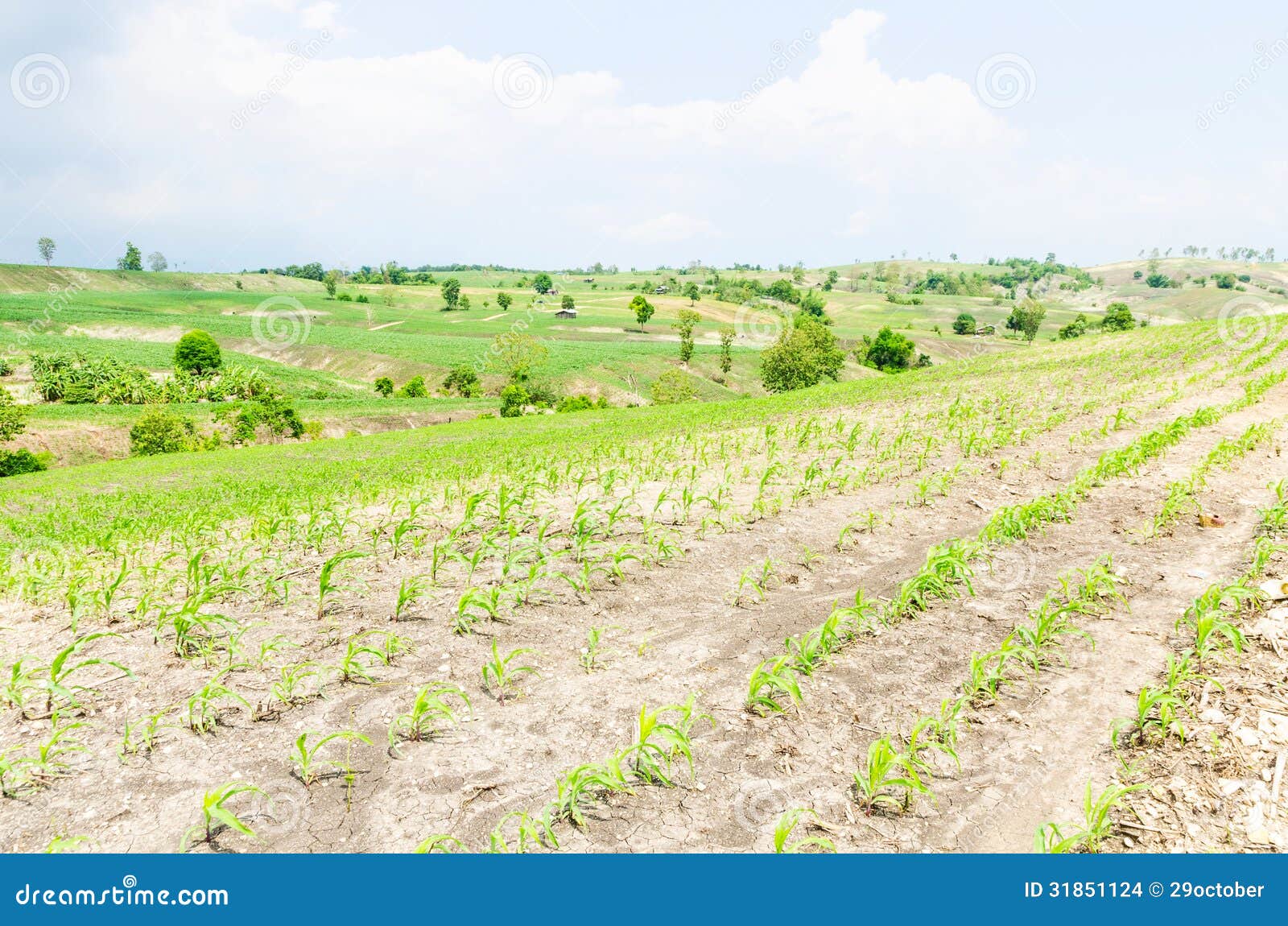 Corn, maize field stock photo. Image of food, farm, agricultural - 31851124
