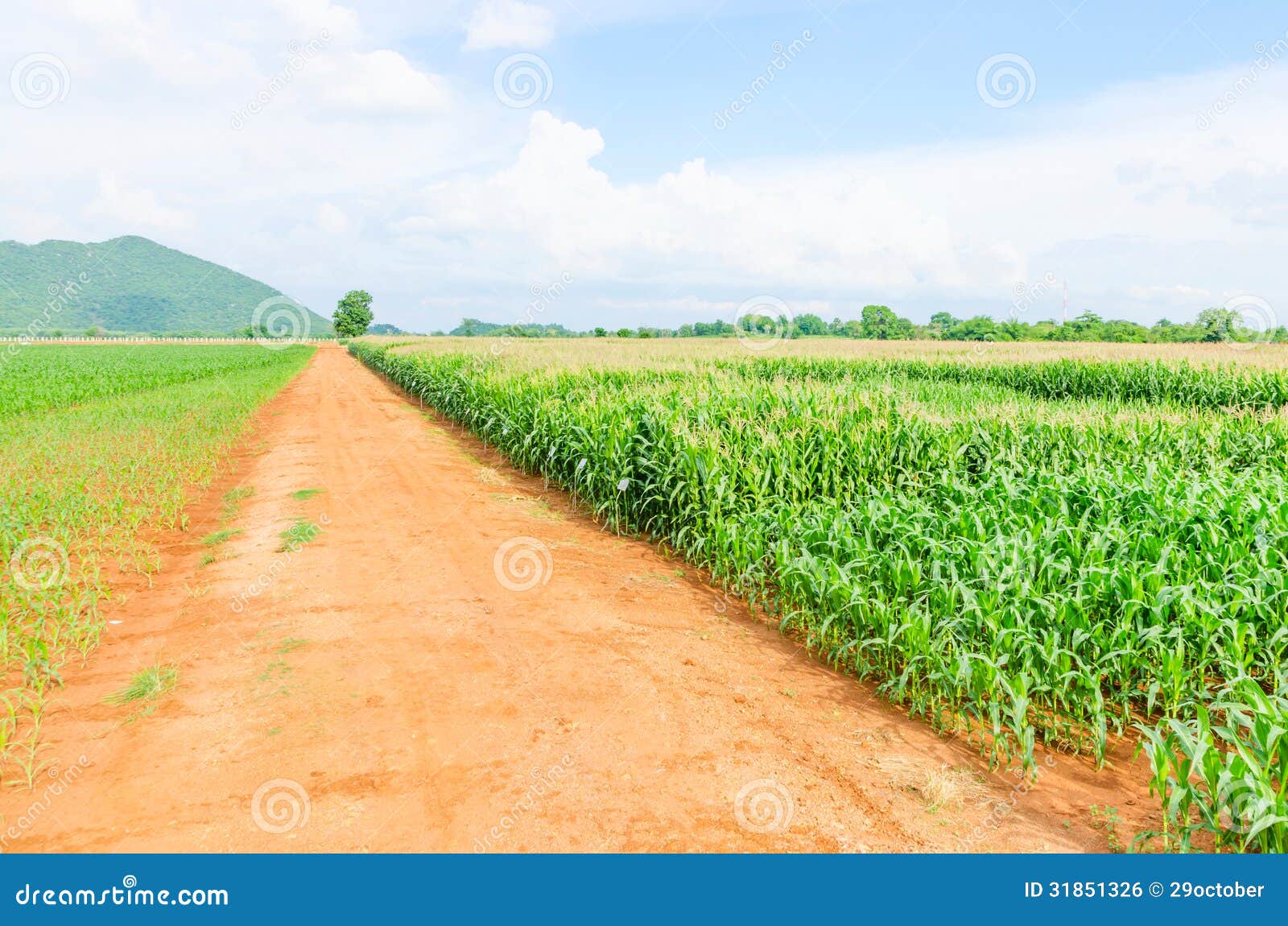 Corn, maize field stock photo. Image of farmland, green - 31851326