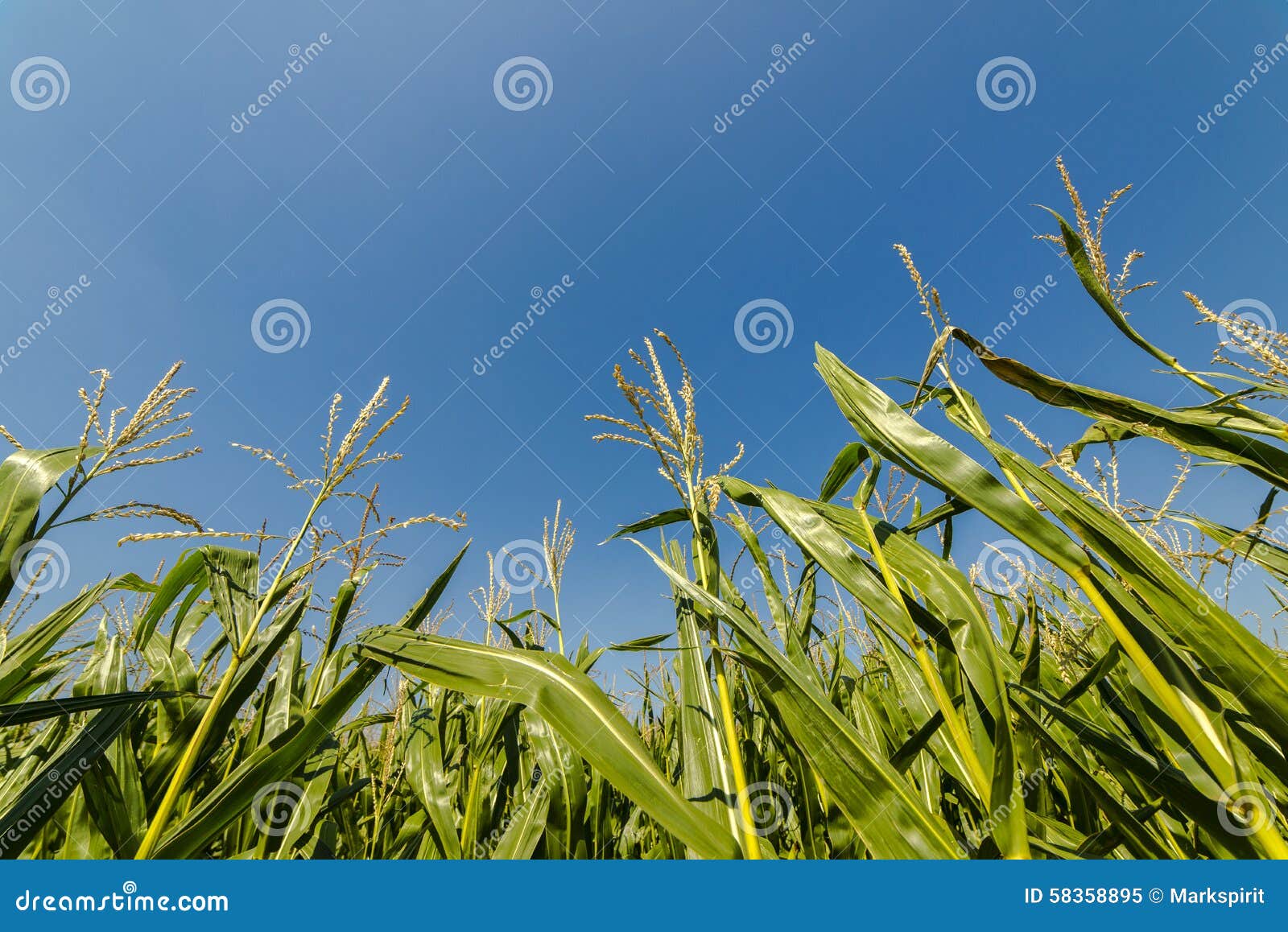 Corn or Maize Field Growing Up on Blue Sky Stock Image - Image of ...