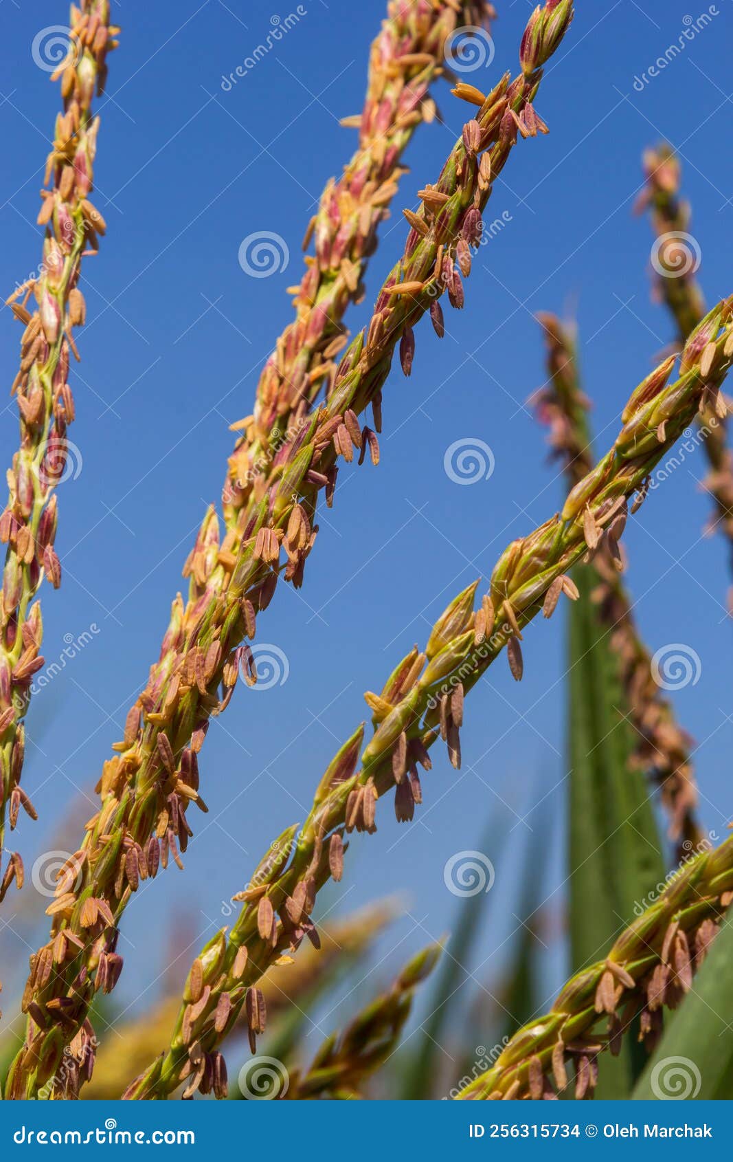 Corn or Maize Field in Organic Land Agriculture Stock Photo - Image of ...