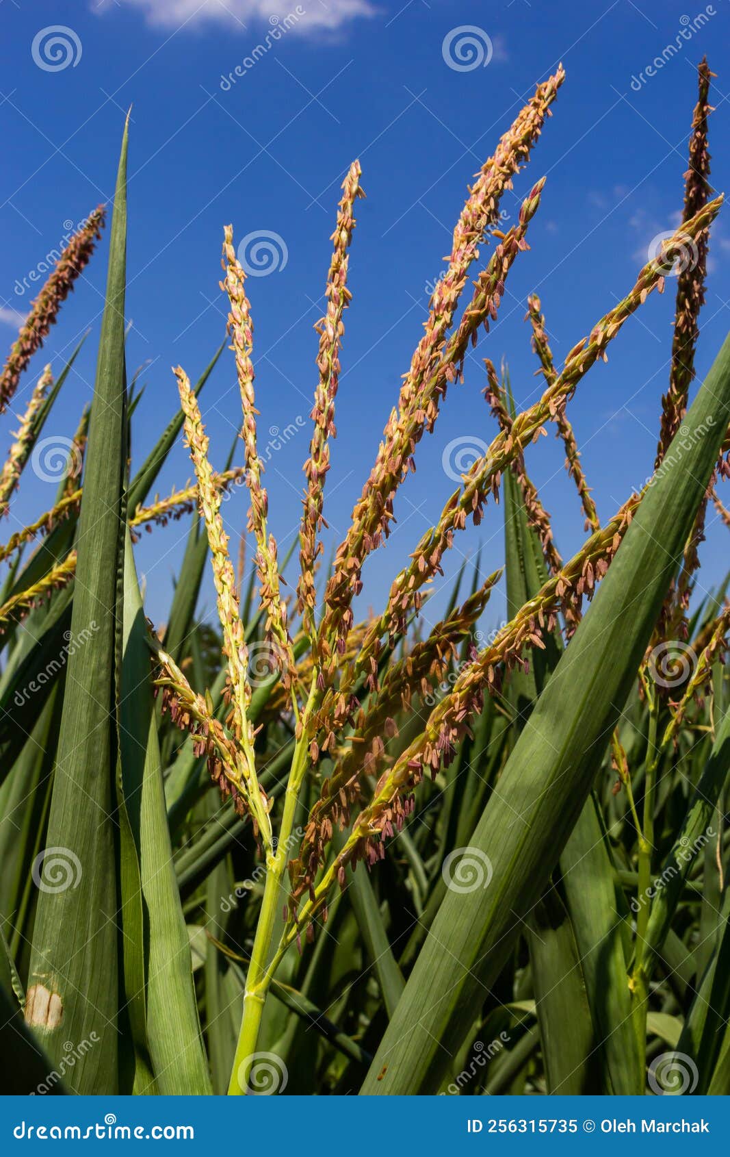 Corn or Maize Field in Organic Land Agriculture Stock Image - Image of ...