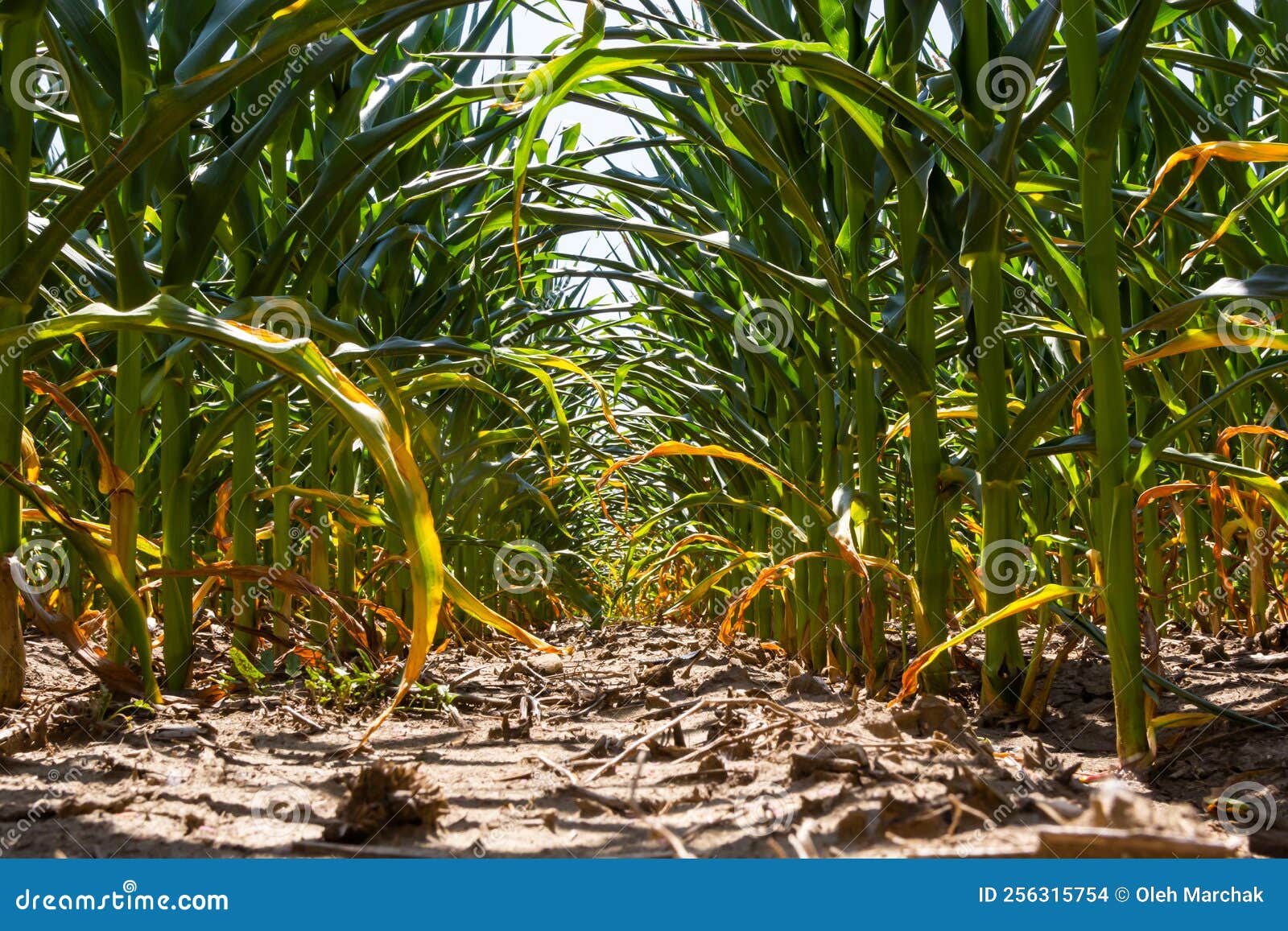 Corn or Maize Field in Organic Land Agriculture Stock Photo - Image of ...