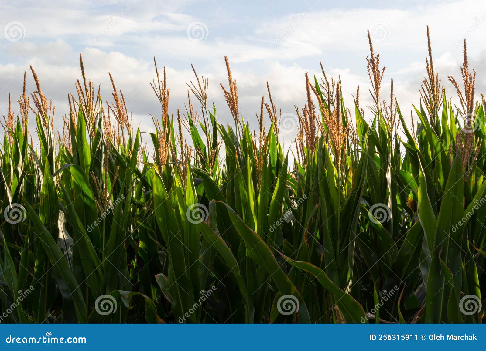 Corn or Maize Field in Organic Land Agriculture Stock Image - Image of ...