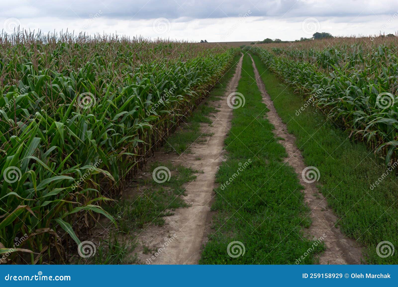 Corn or Maize Field in Organic Land Agriculture Stock Image - Image of ...