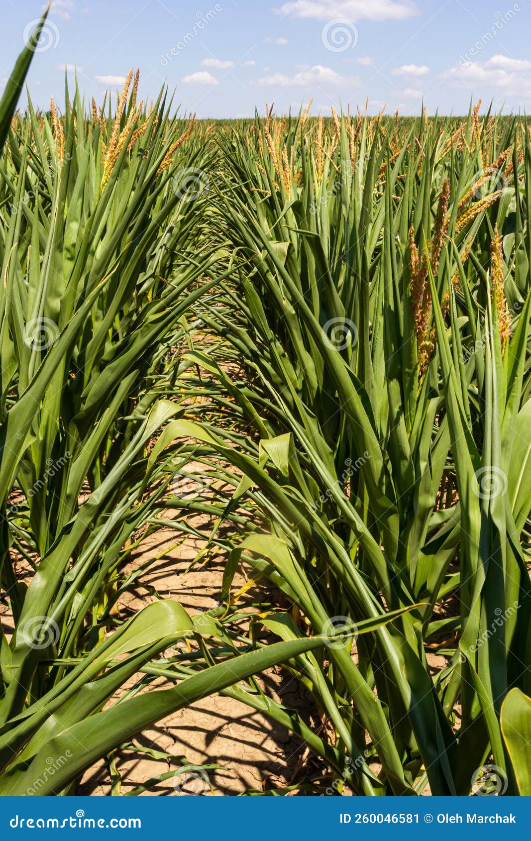 Corn or Maize Field in Organic Land Agriculture Stock Image - Image of ...