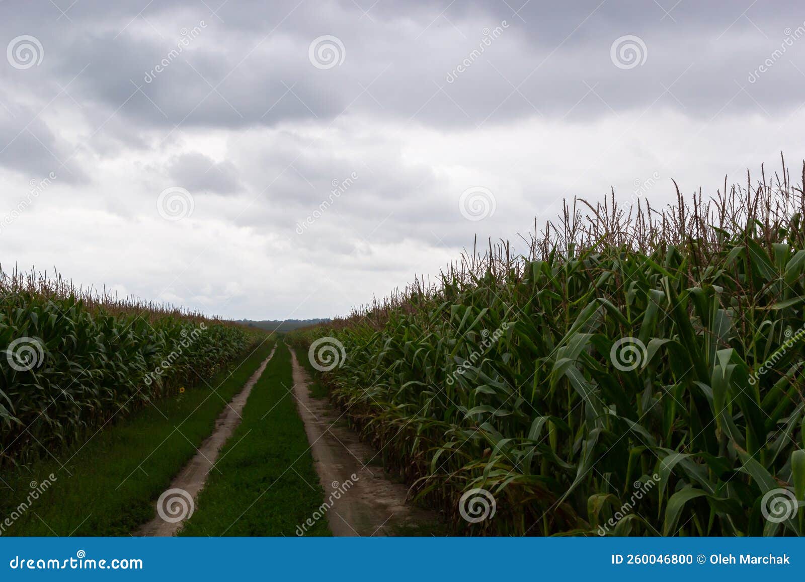 Corn or Maize Field in Organic Land Agriculture Stock Photo - Image of ...