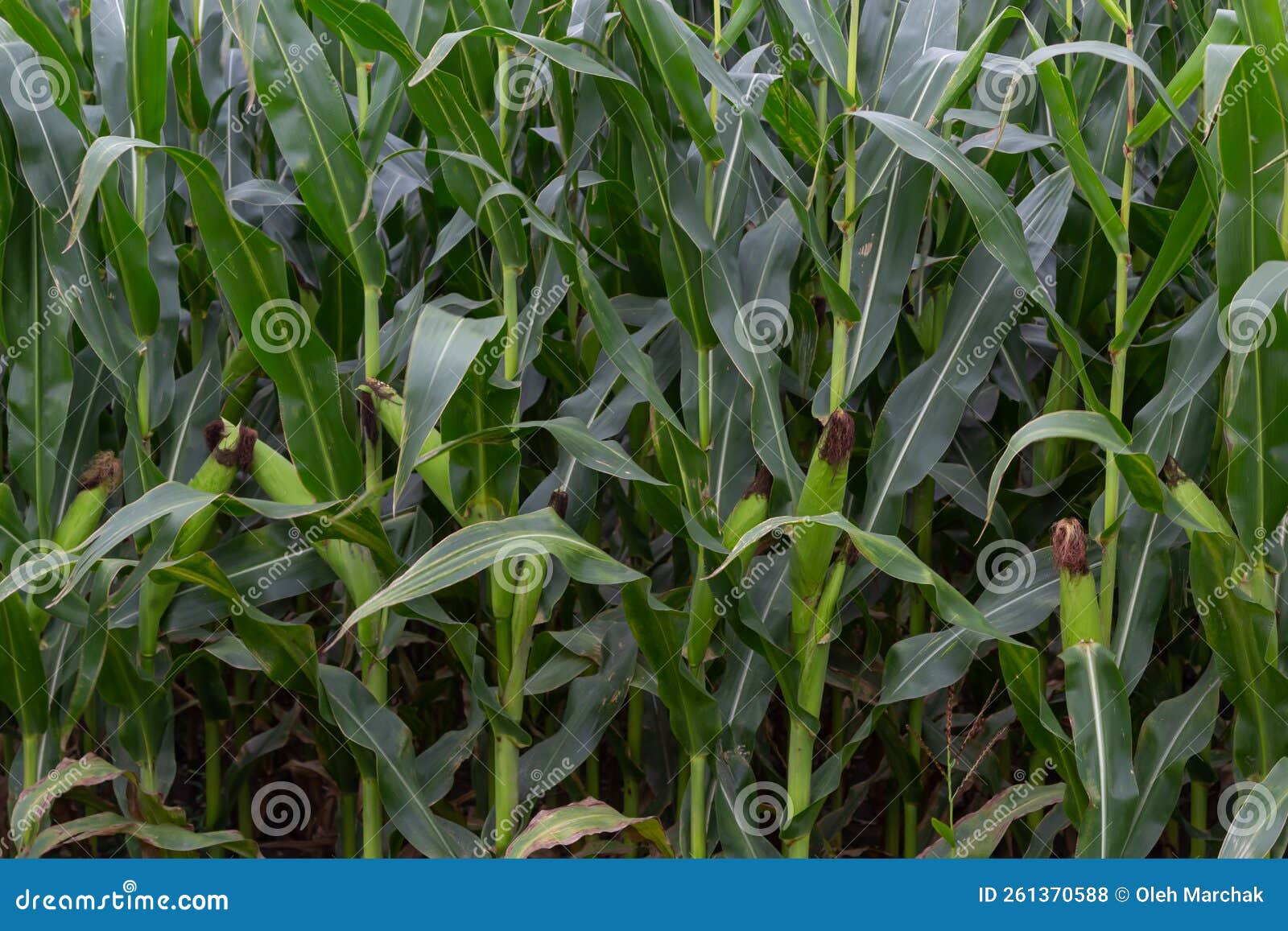 Corn or Maize Field in Organic Land Agriculture Stock Photo - Image of ...