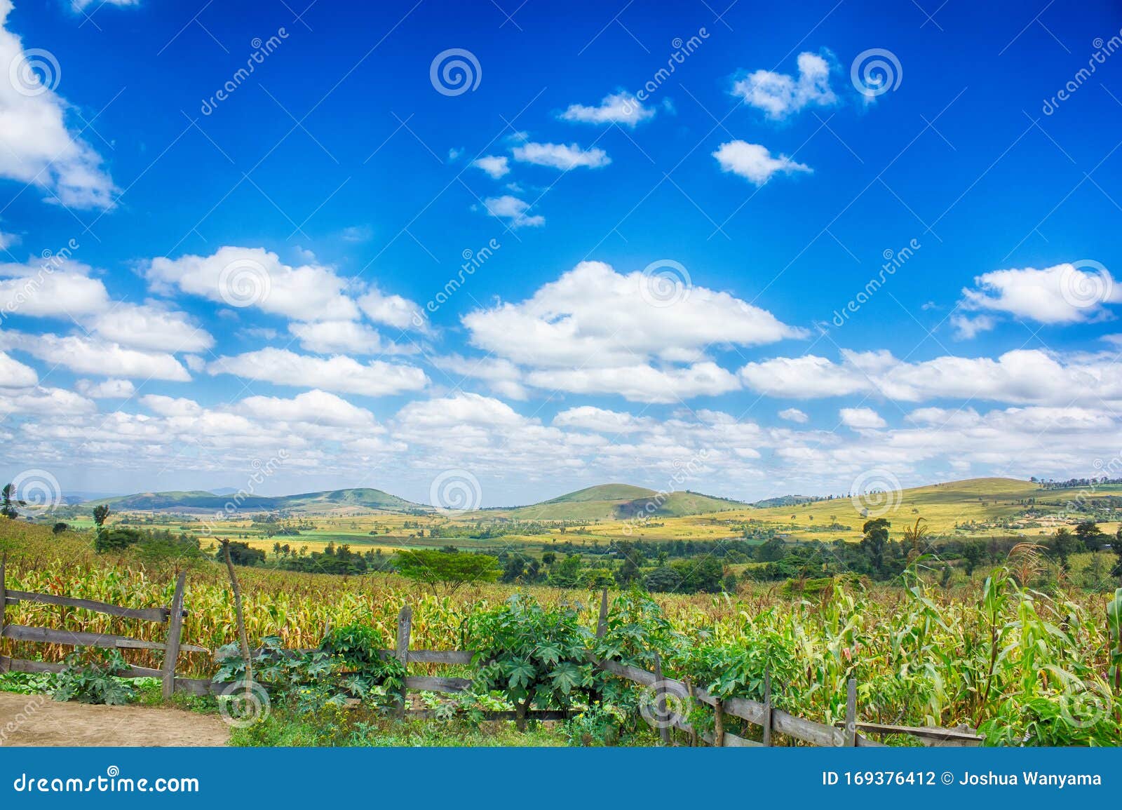 Corn Fields and Rolling Hills Stock Photo - Image of farm, rolling ...