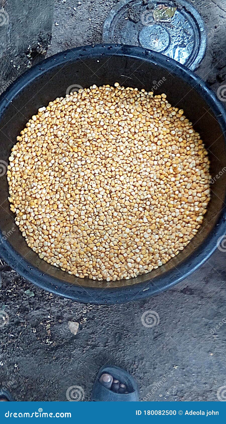 Corn maize food stock photo. Image of soil, meal, snack - 180082500