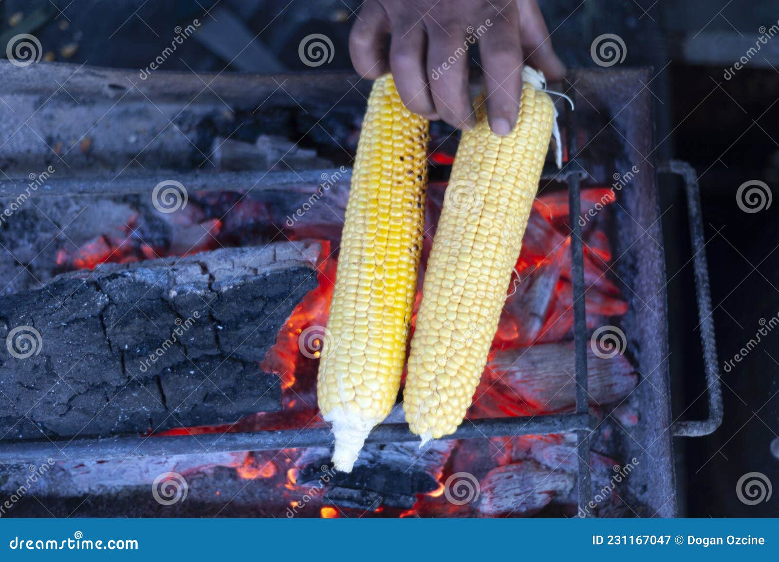 Corn, Maize, Fried Corn, Roasted Corn Stock Image - Image of crop ...