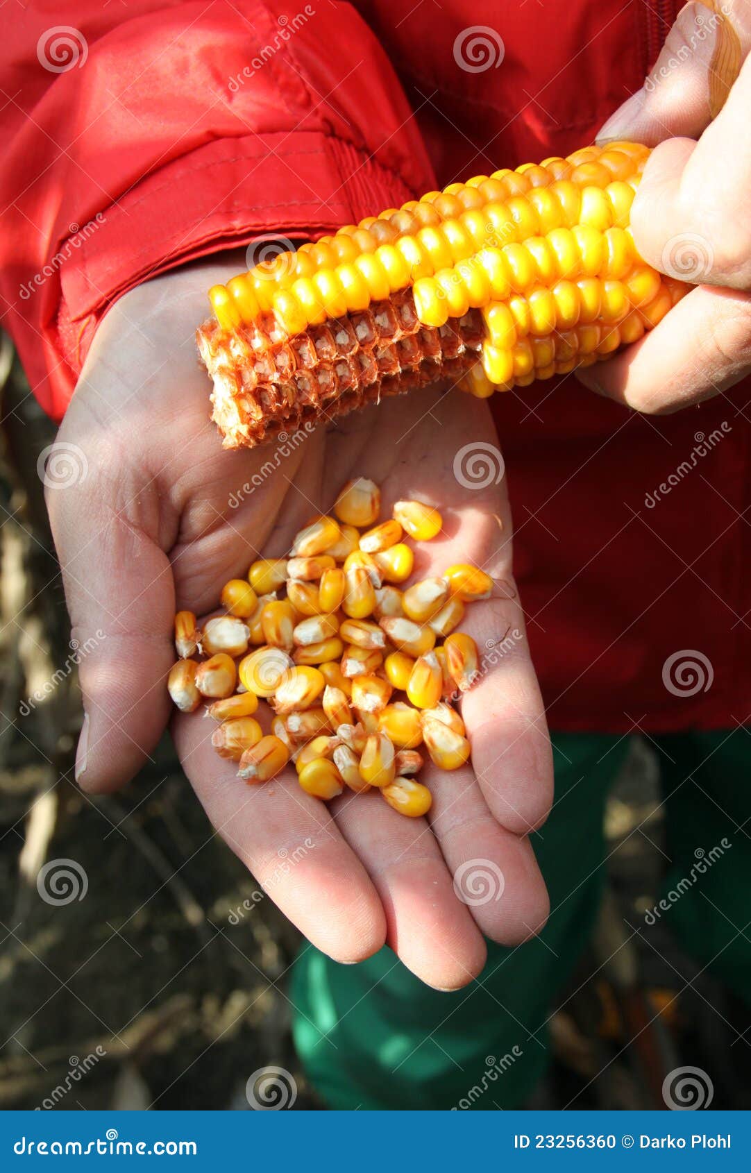 Corn - maize on the hand stock photo. Image of peasant - 23256360